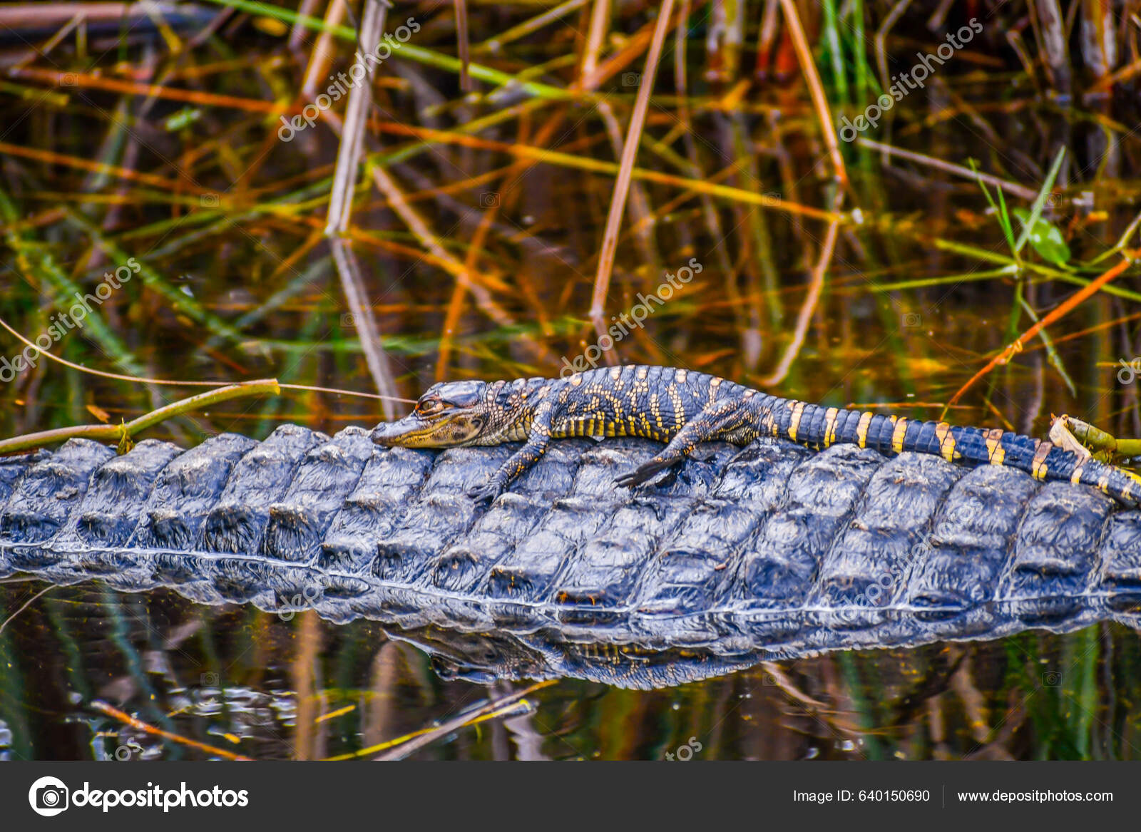Large American Alligator Its Offspring Miami Florida — Stock Photo ...