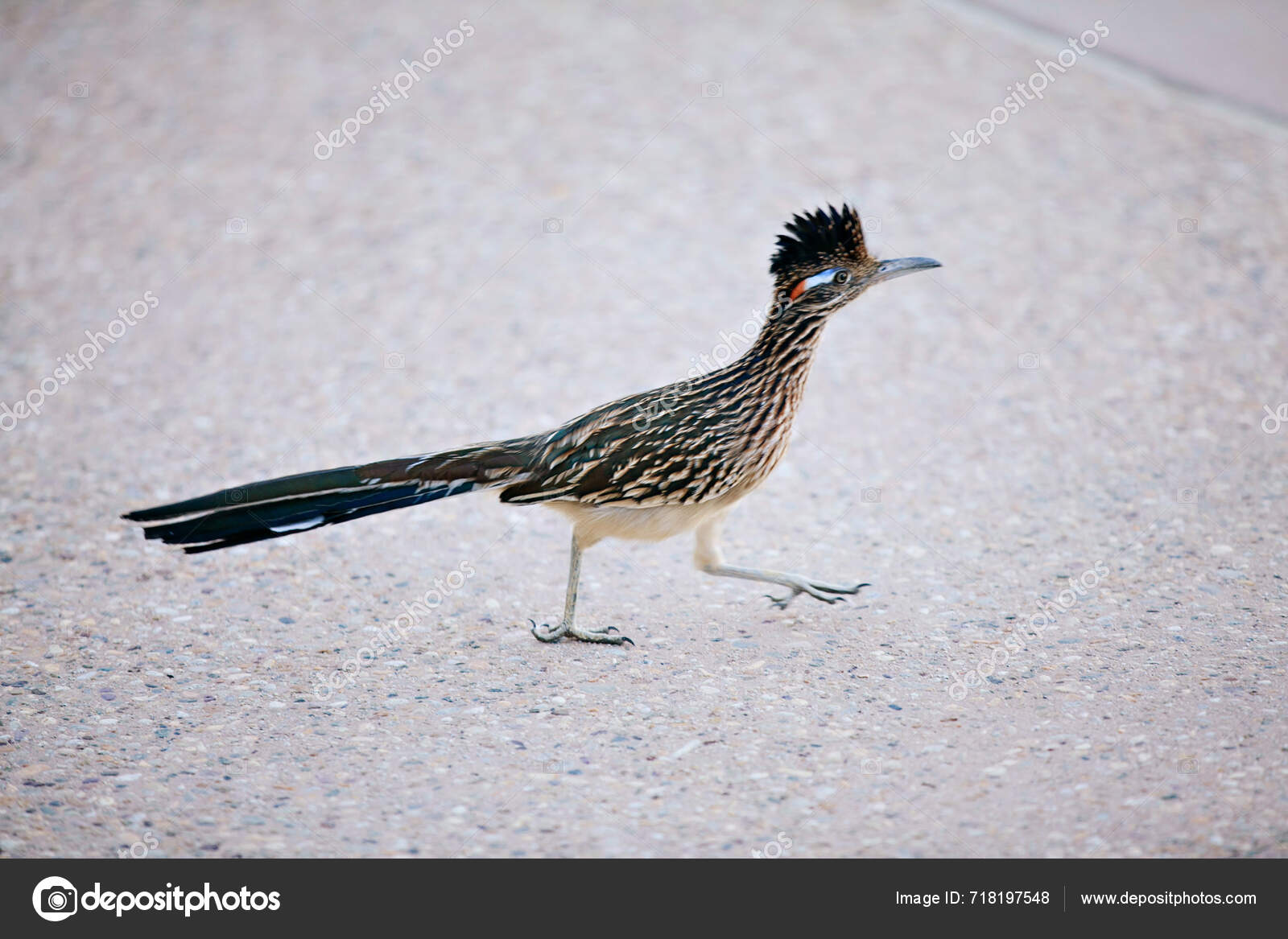 Strolling Roadrunner Crest Raised Inquisitive Gaze — Stock Photo ...