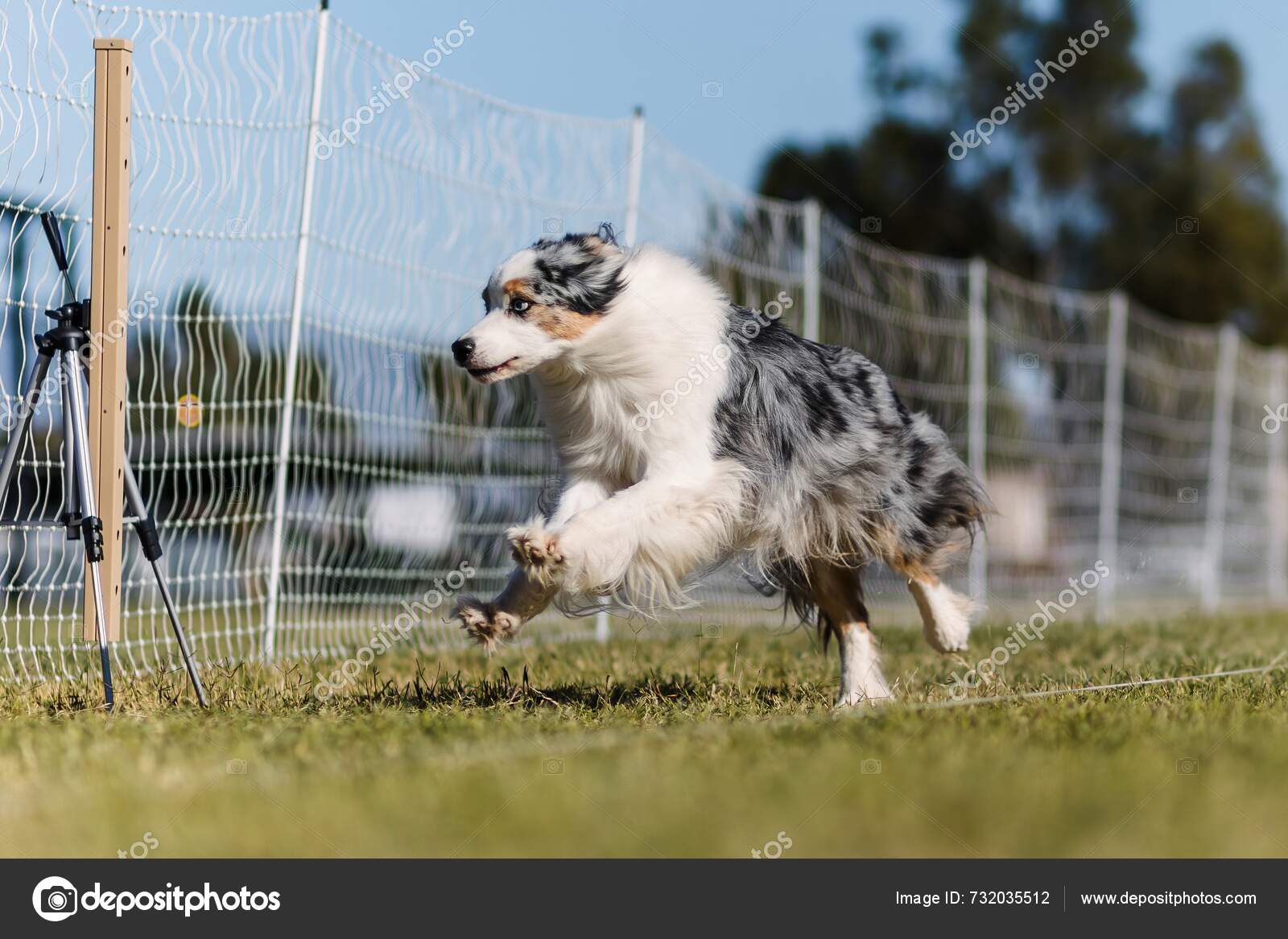 Blue Merle Australian Shepherd Aussie Dog Running Lure Course Sport ...
