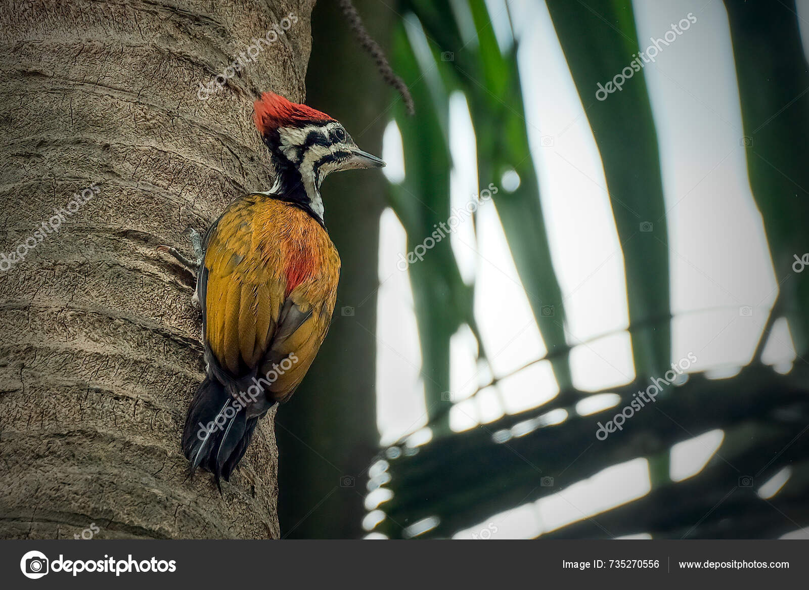 Close Common Flameback Wild — Stock Photo © Cavan #735270556