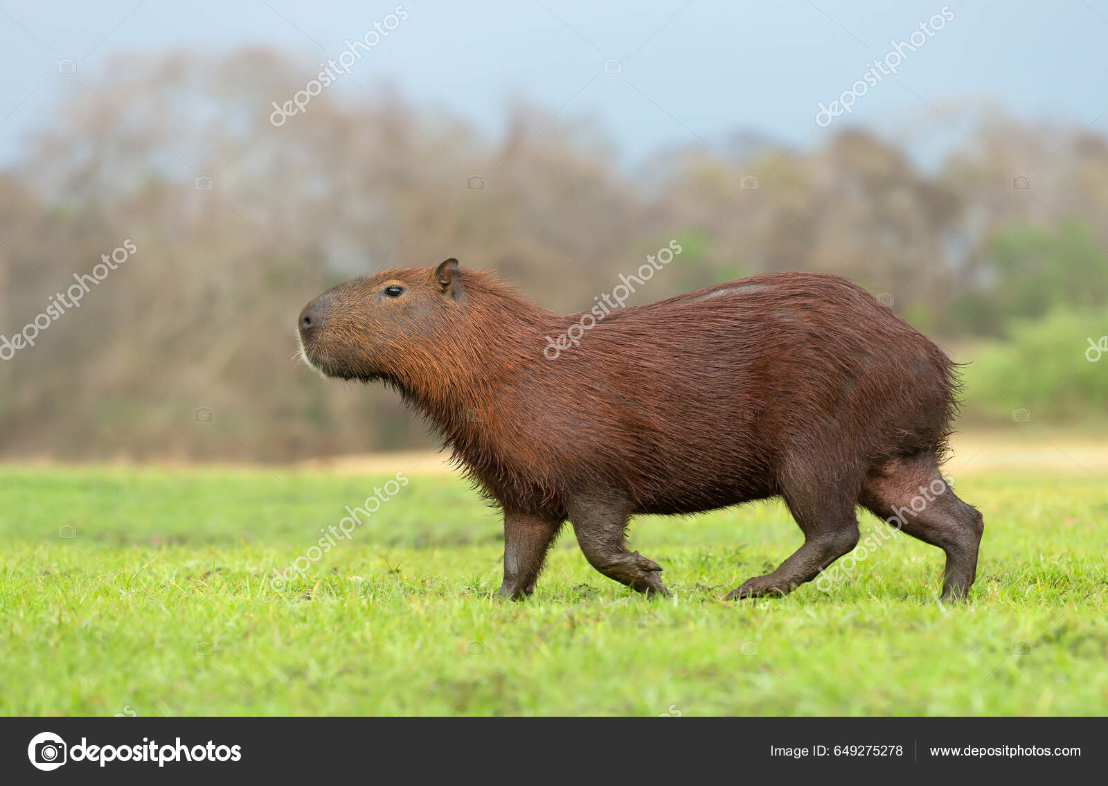 Primer Plano Capybara Una Orilla Del Río Pantanal Norte Brasil — Foto ...