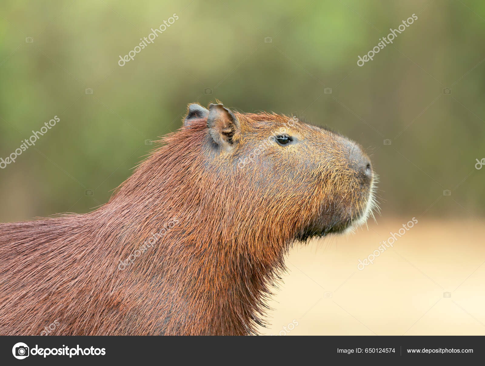 Primer Plano Capybara Una Orilla Del Río Arenoso Pantanal Norte — Foto ...
