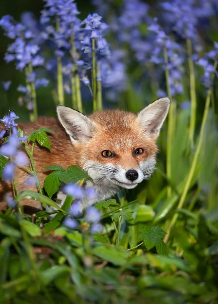 Spring fox Stock Photos, Royalty Free Spring fox Images | Depositphotos