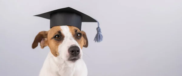 Jack russell graduation Stock Photos, Royalty Free Jack russell ...