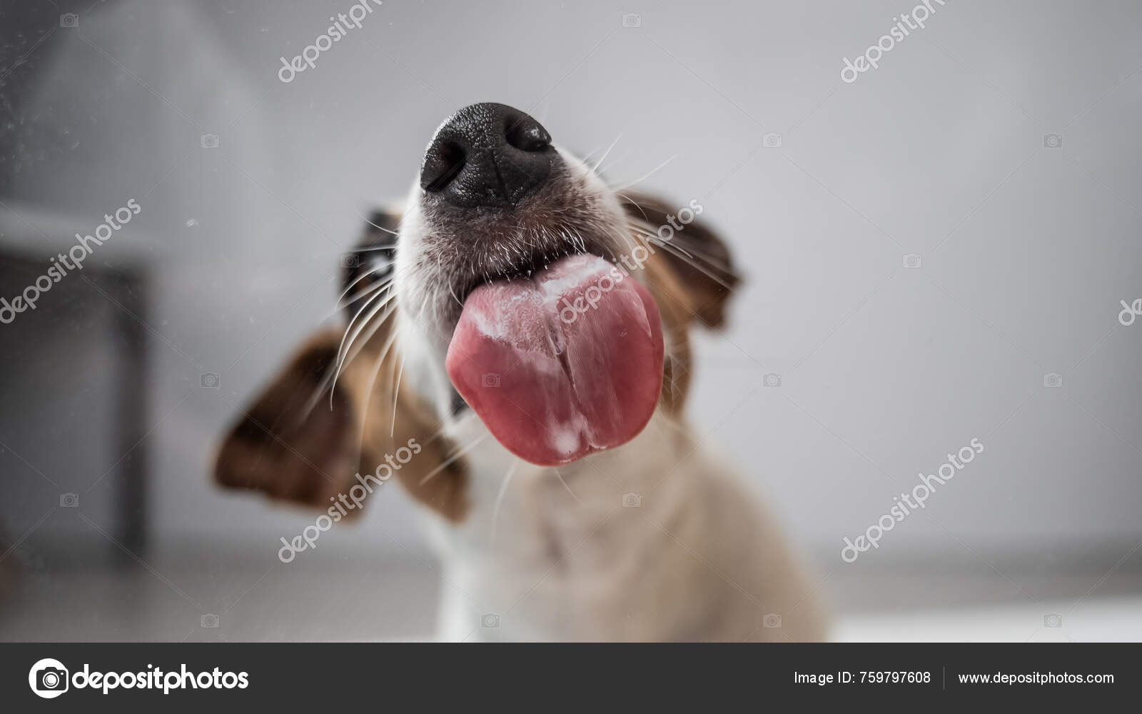 Jack Russell Terrier Lamiendo Vidrio Transparente Sobre Fondo Blanco ...