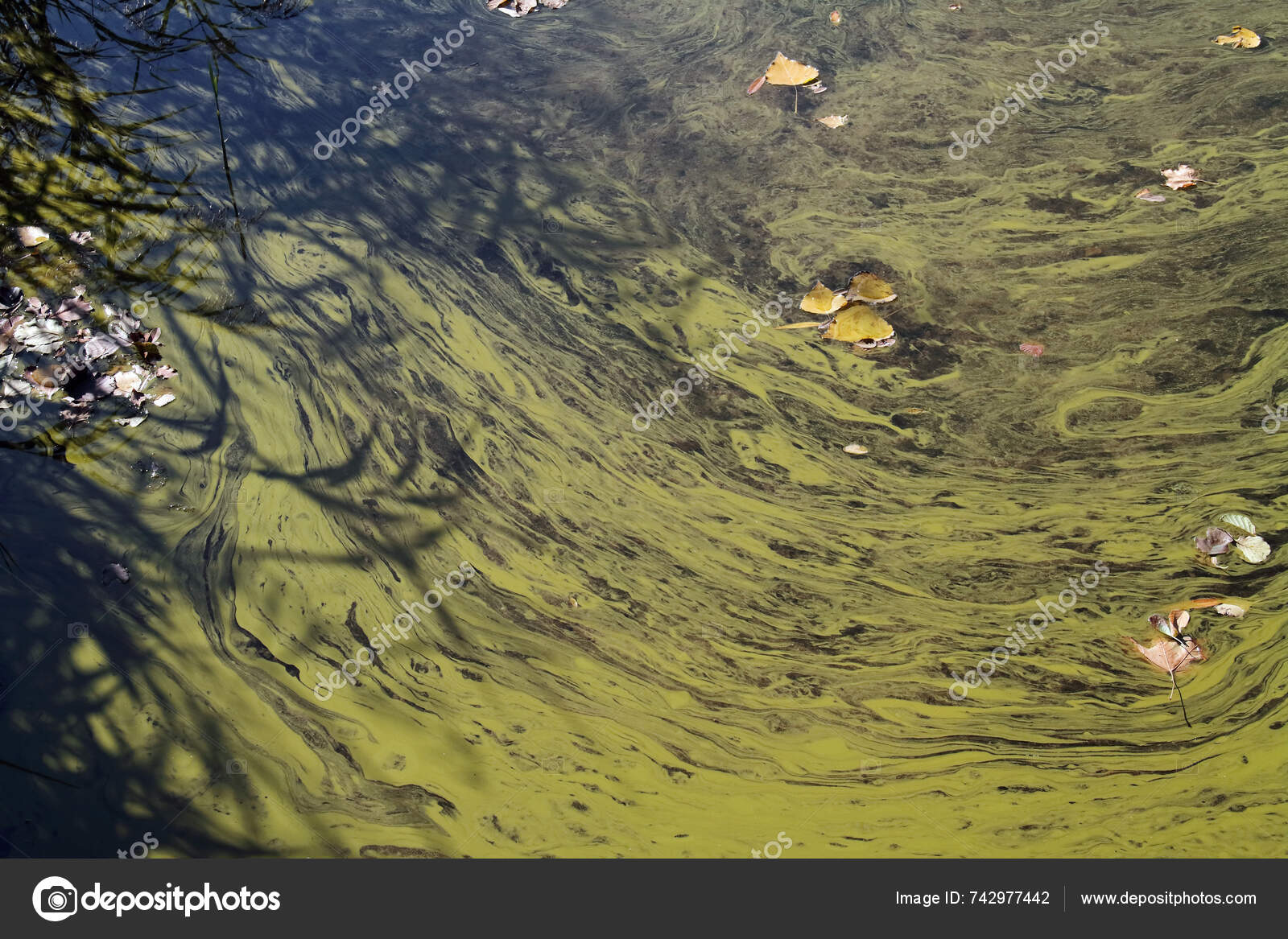 Green Film Algae Floating Water Pond — Stock Photo © asray #742977442