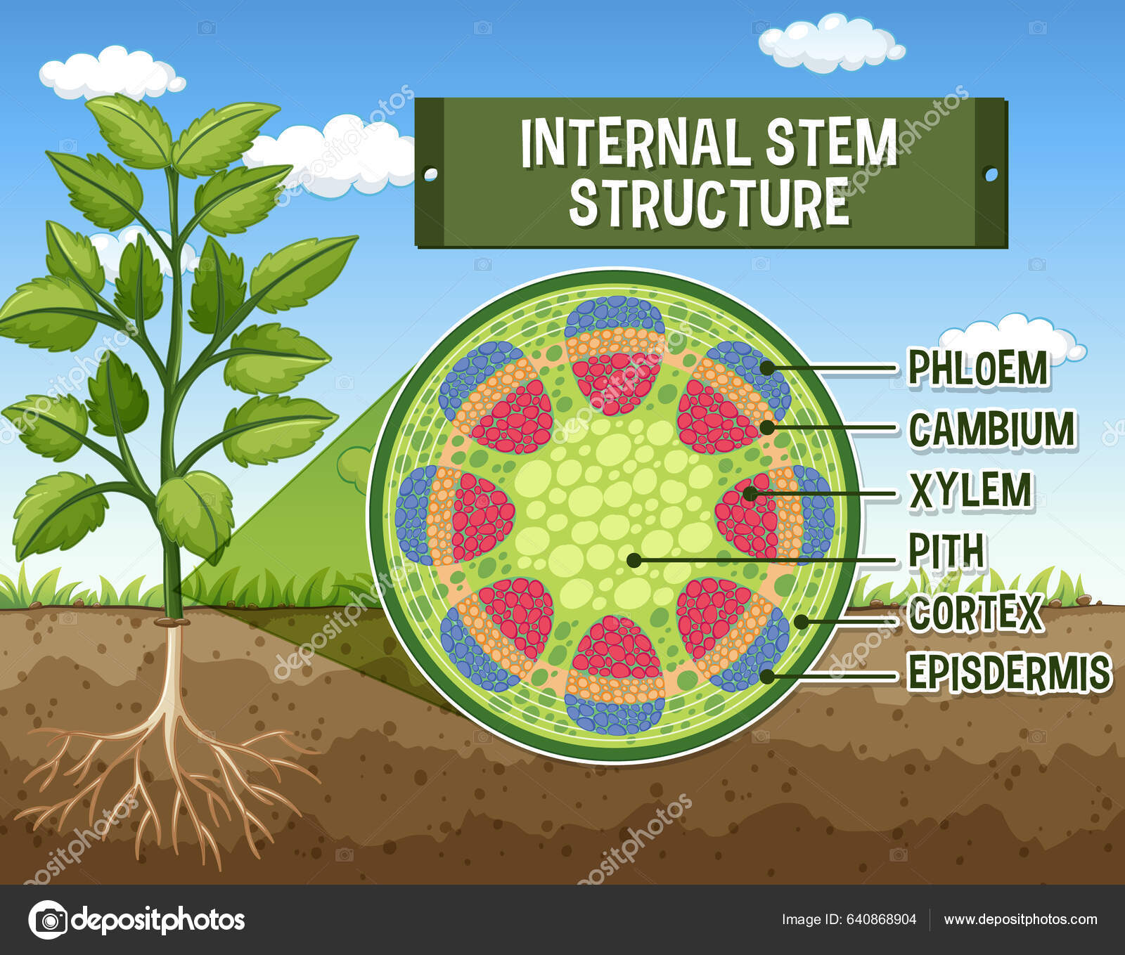 Internal Structure Stem Diagram Illustration Stock Vector Image by ... Internal Structure Stem Diagram Illustration Stock Vector Image by ...