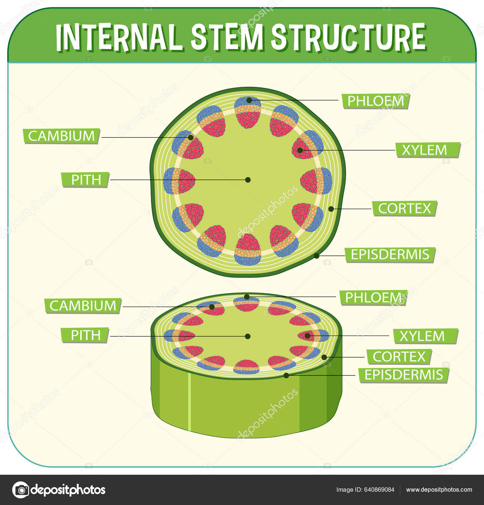 Internal Structure Stem Diagram Illustration Vector de stock por ...
