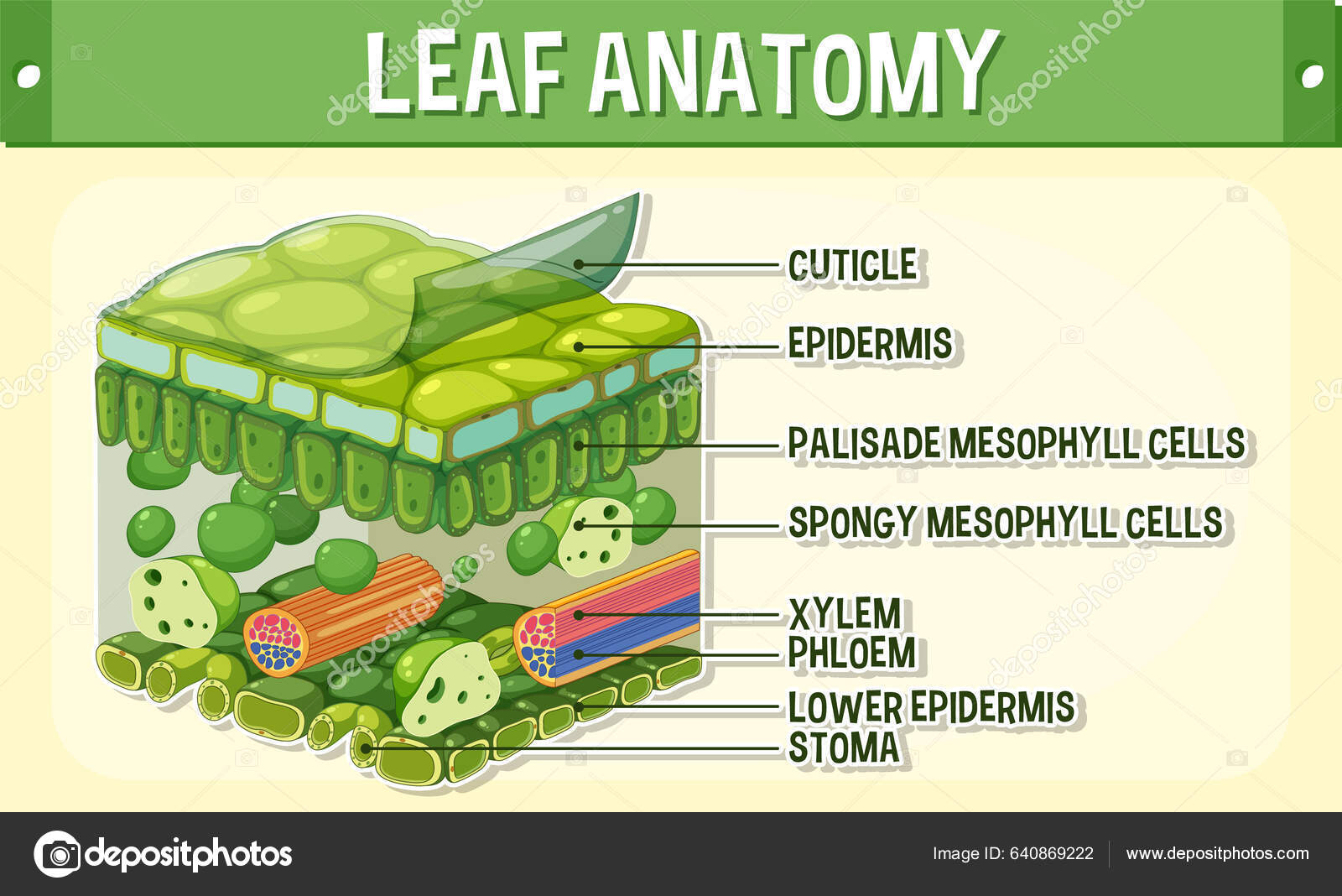 Internal Structure Leaf Diagram Illustration Stock Vector Image by ... Internal Structure Leaf Diagram Illustration Stock Vector Image by ...