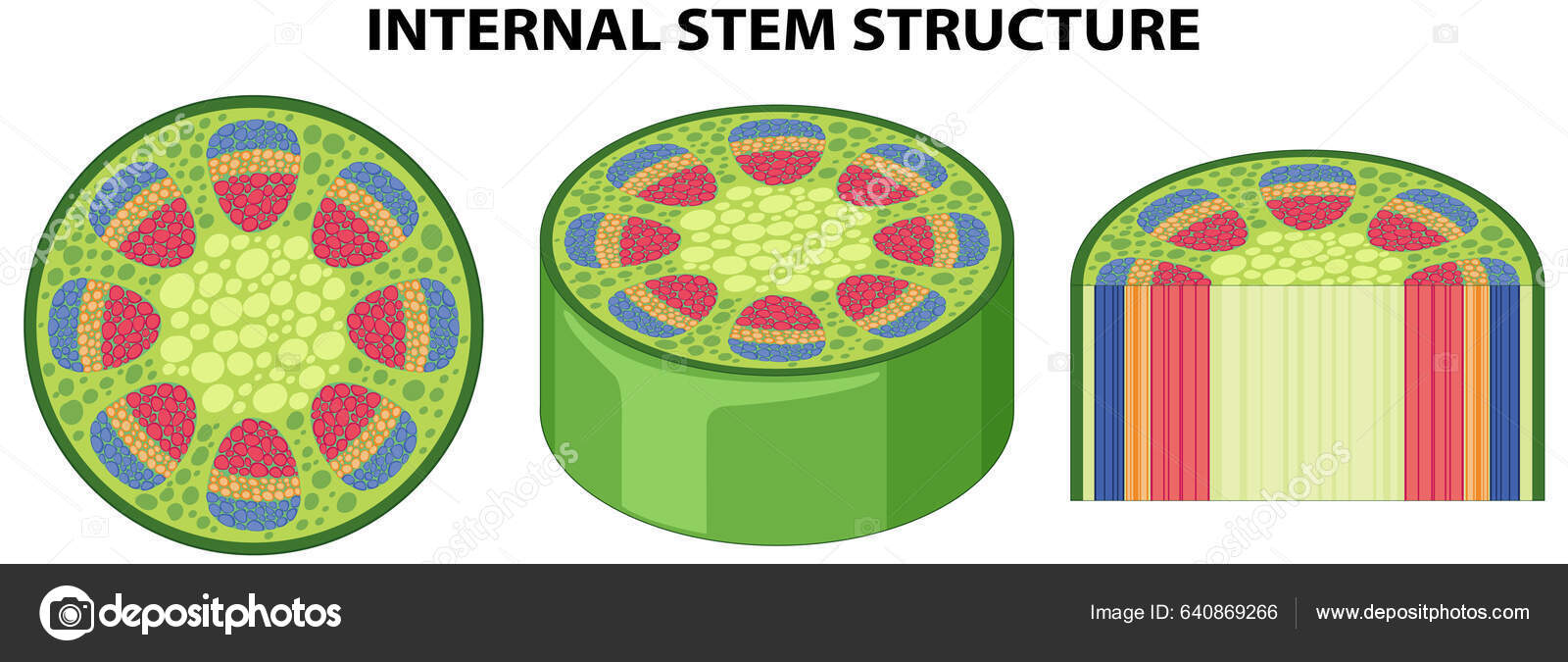 Internal Structure Stem Diagram Illustration Stockvektor af ...
