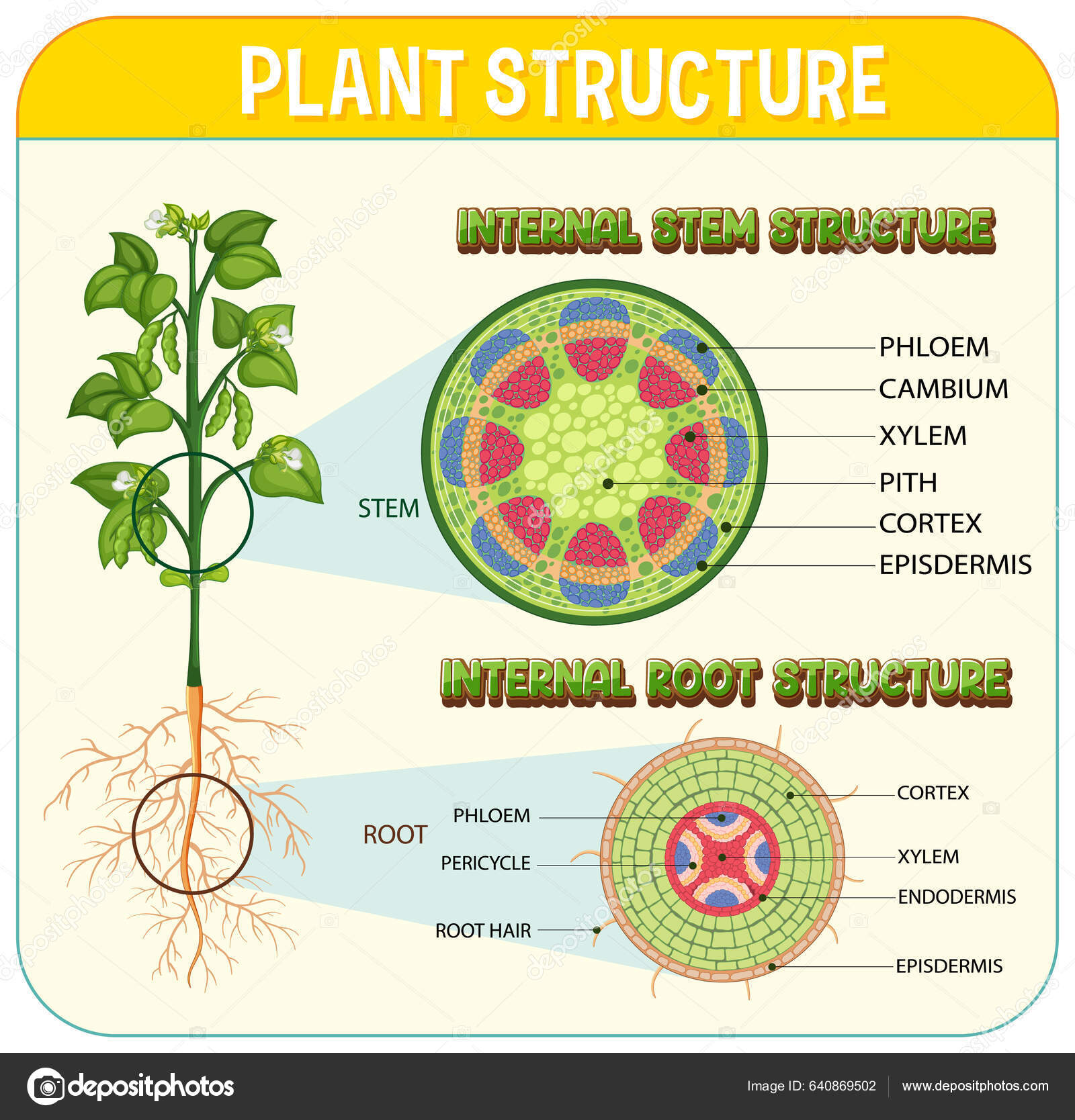Vascular Plant Diagram
