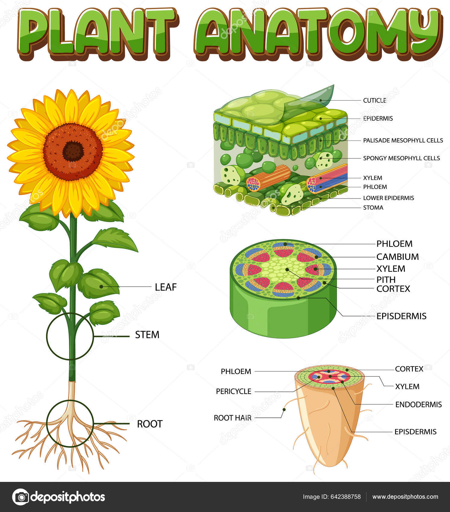 Internal Structure Plant Diagram Illustration Stock Vektor ...