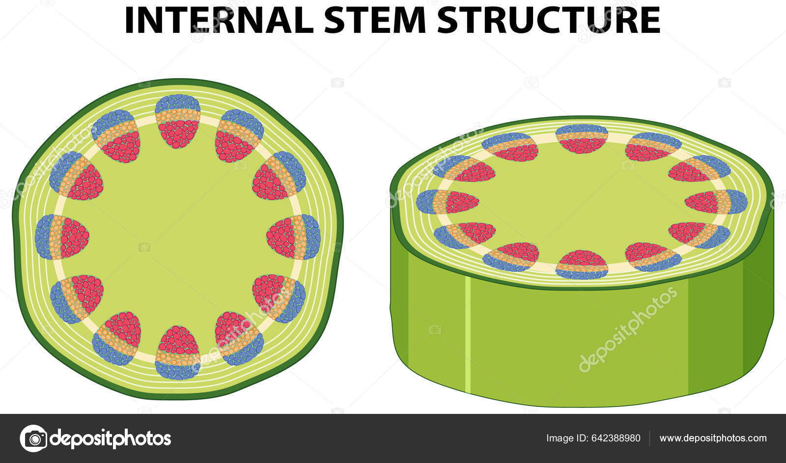 Internal Structure Stem Diagram Illustration Stock Vector by ... Internal Structure Stem Diagram Illustration Stock Vector by ...