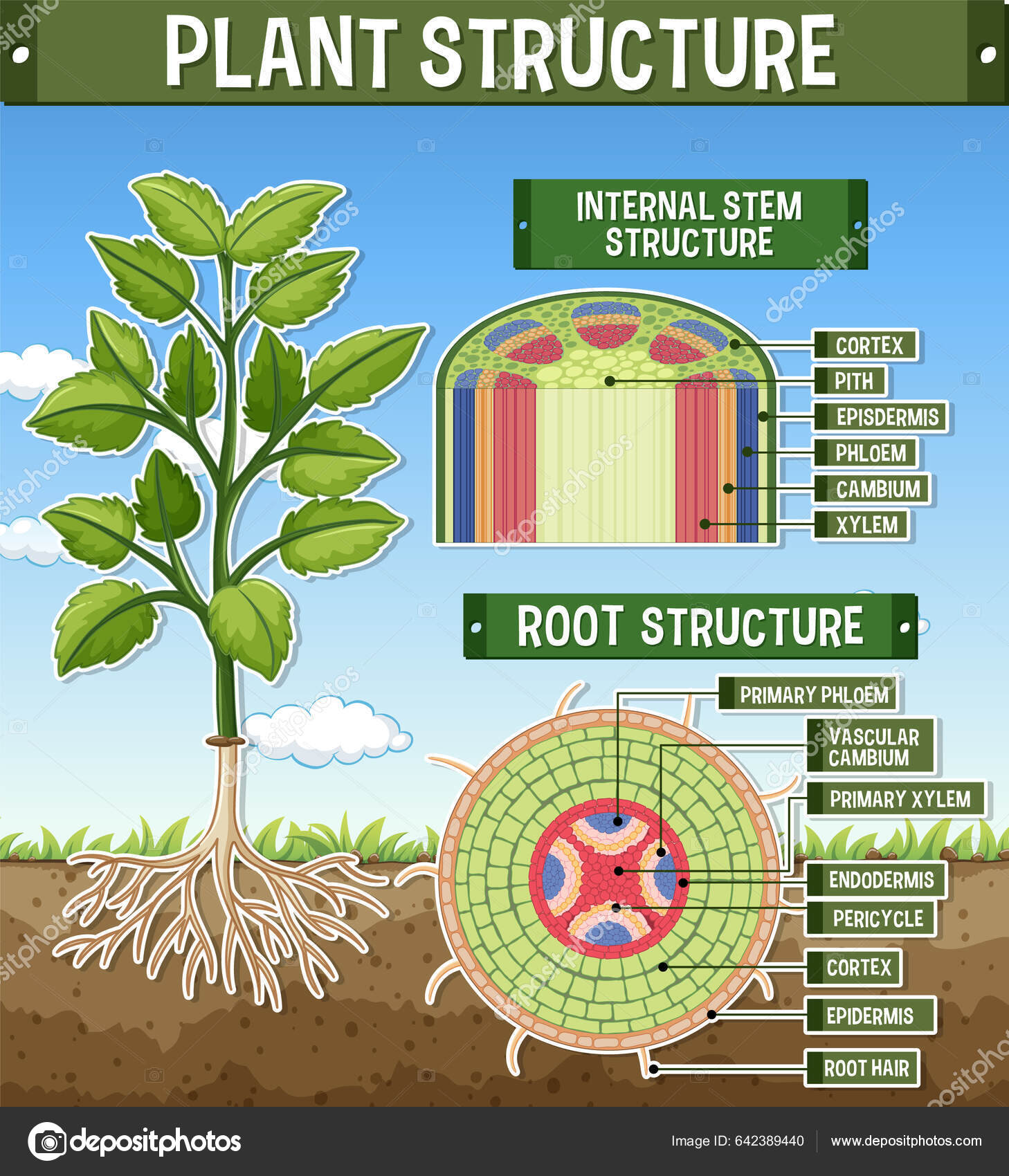 Internal Structure Root Diagram Illustration Ilustración de stock de ... Internal Structure Root Diagram Illustration Ilustración de stock de ...