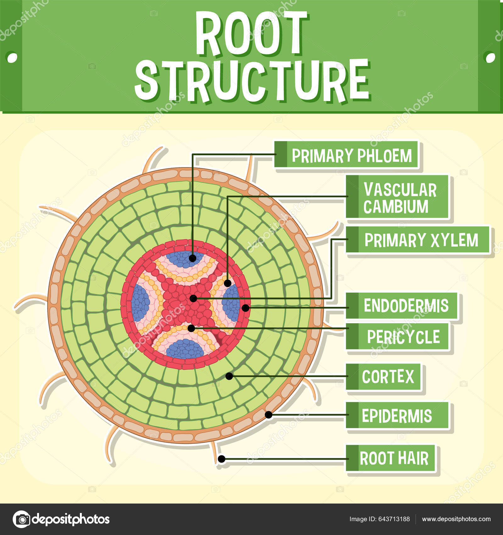Internal Structure Root Diagram Illustration Stock Vector by ...