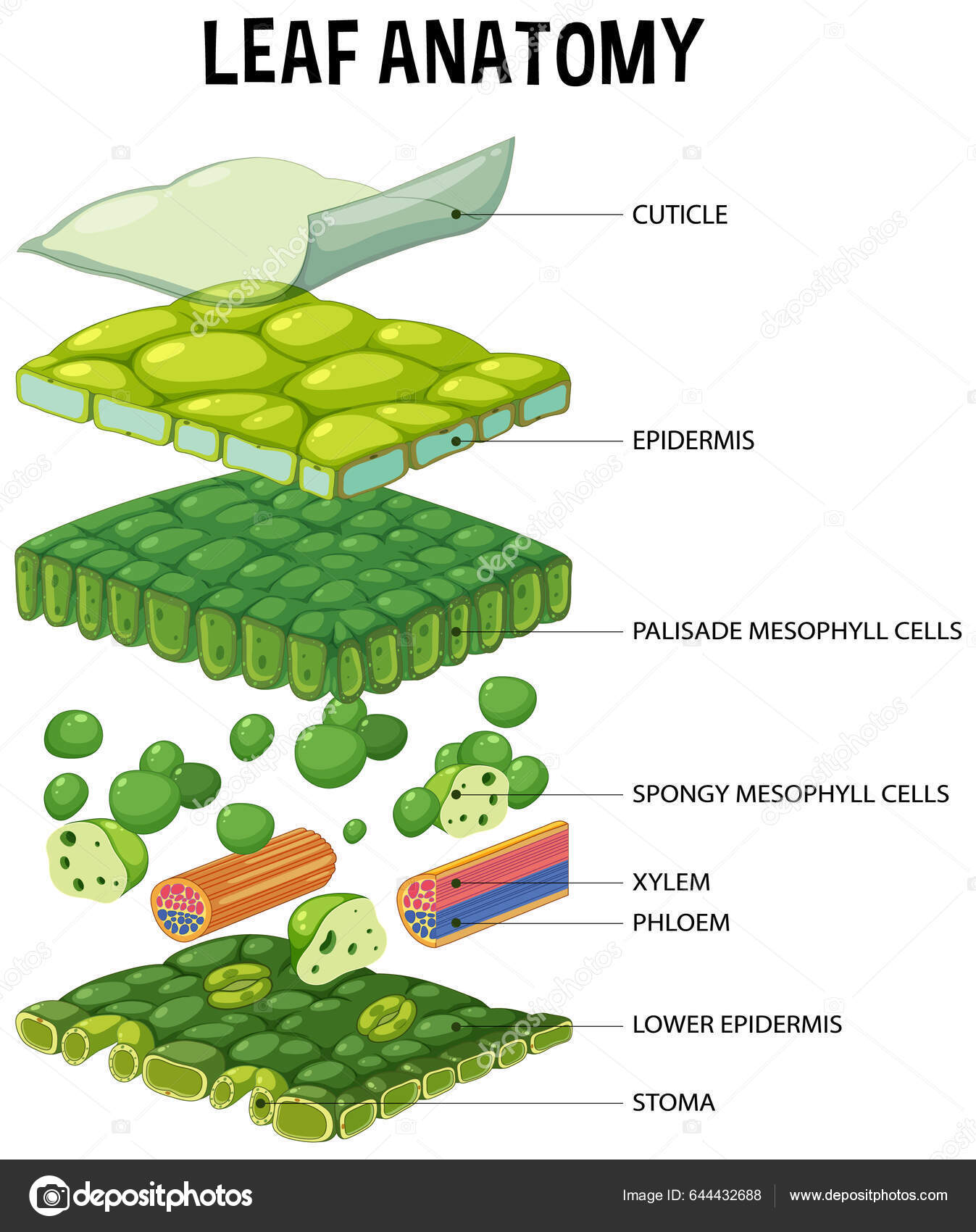 Internal Structure Leaf Diagram Illustration Stock Vector by ...