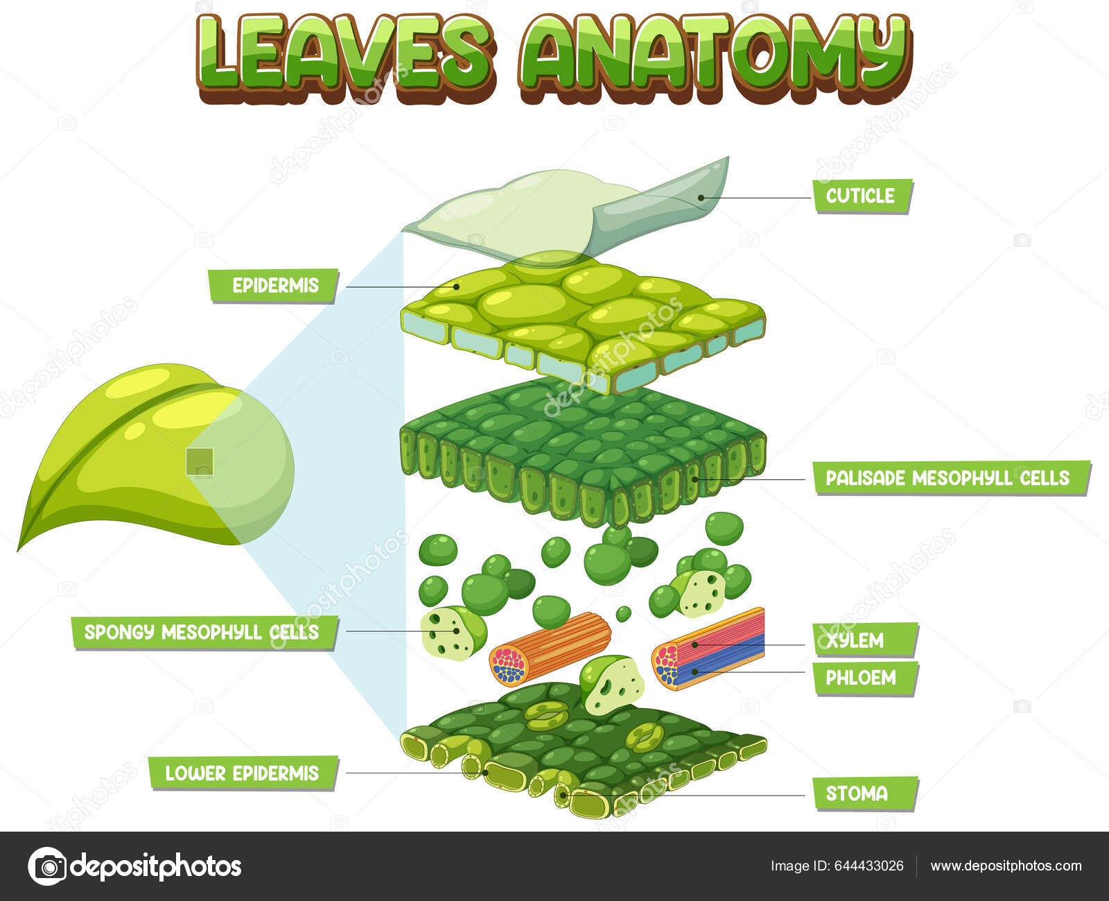 Internal Structure Leaf Diagram Illustration Stock Vector by ... Internal Structure Leaf Diagram Illustration Stock Vector by ...