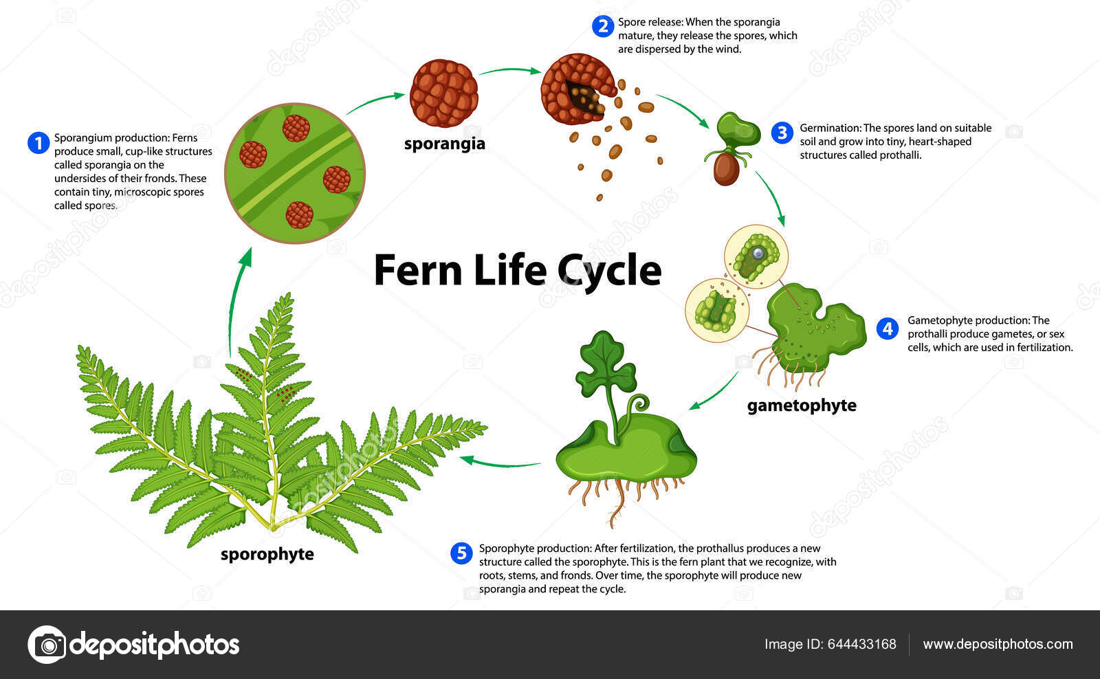 Fern Life Cycle Diagram Science Education Illustration Stock Vector by ... Fern Life Cycle Diagram Science Education Illustration Stock Vector by ...