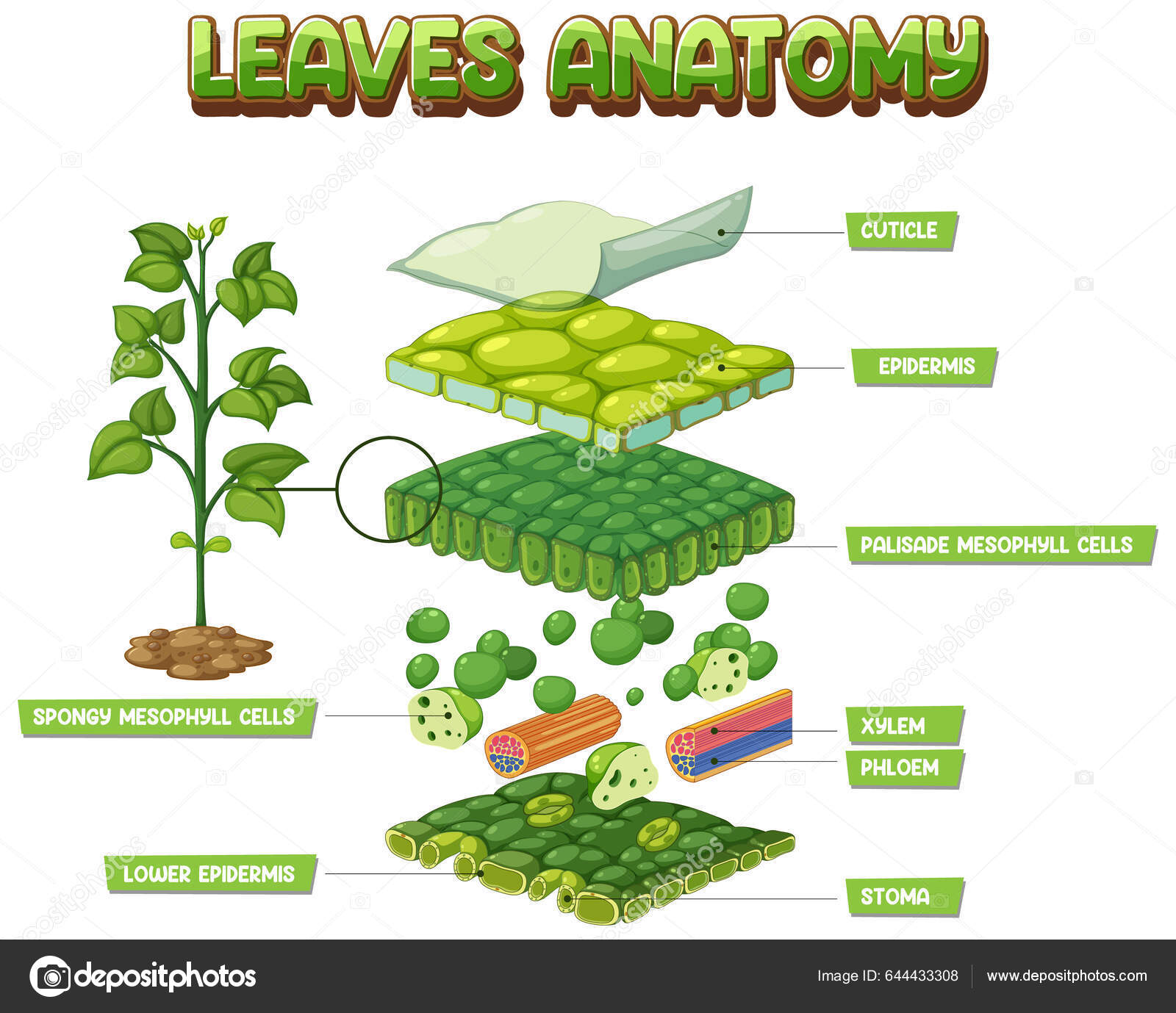 The Internal Structure Of A Leaf Drawing Pdf Free - Infoupdate.org