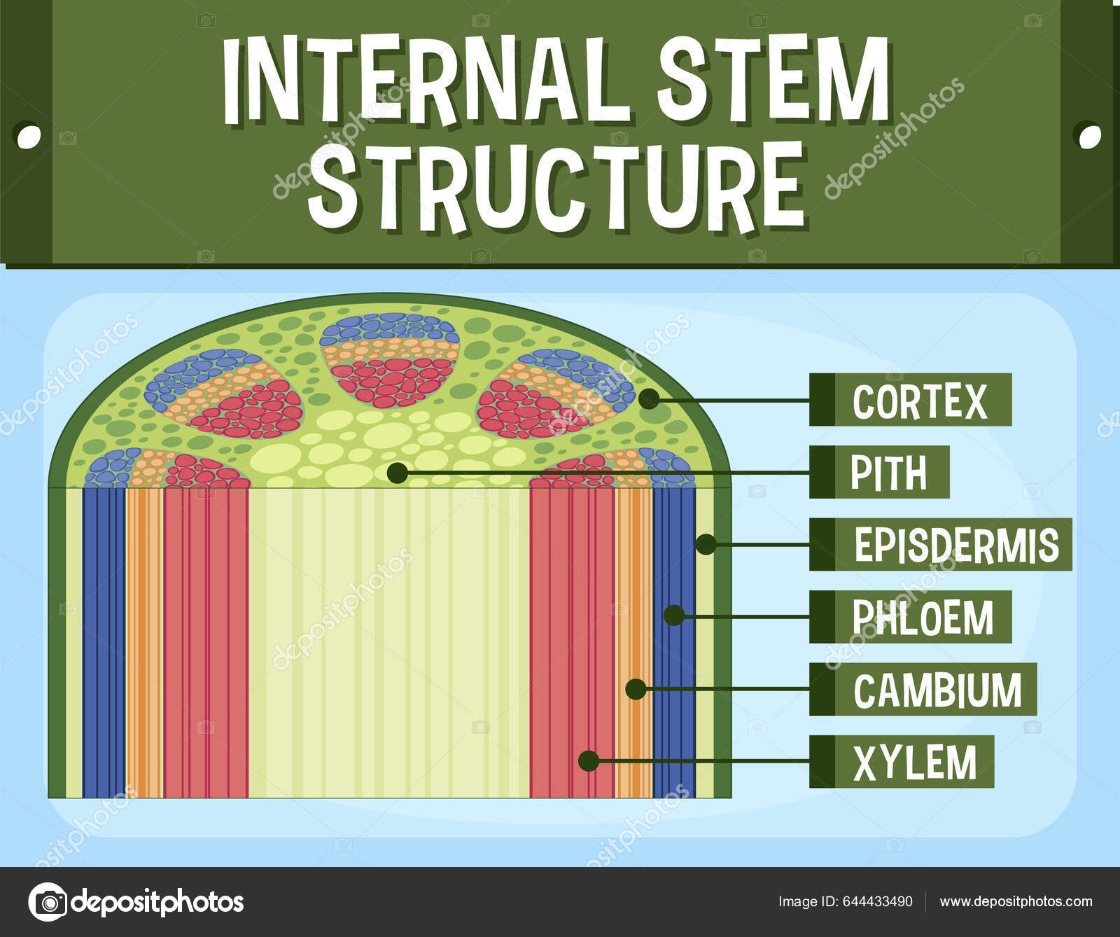 Internal Structure Stem Diagram Illustration Stock Vector by ... Internal Structure Stem Diagram Illustration Stock Vector by ...