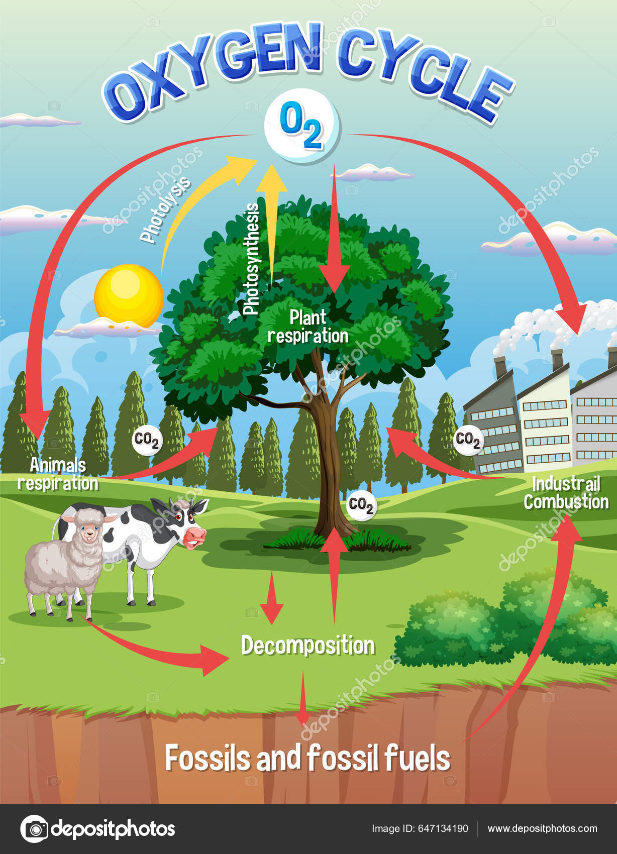 Diagrama Do Ciclo Do Oxigenio Para Criancas