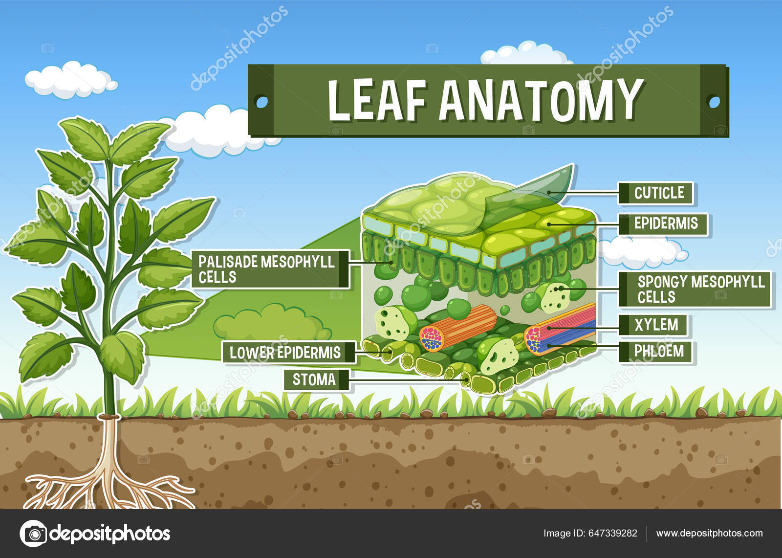 Internal Structure Leaf Diagram Illustration Stock Vector by ...