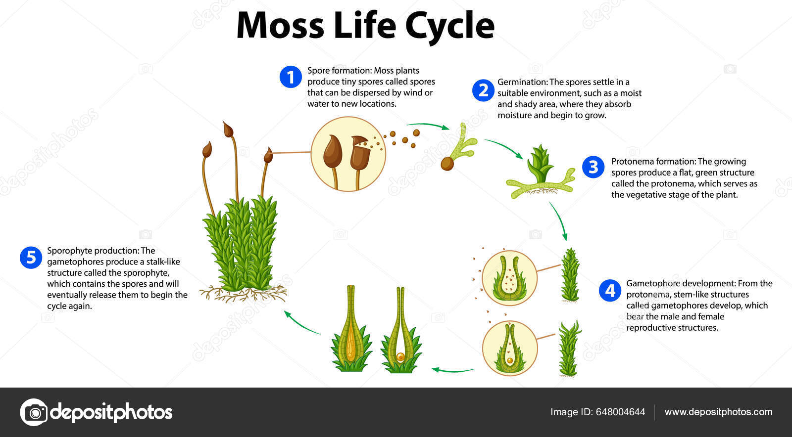 Simple Moss Life Cycle Diagram