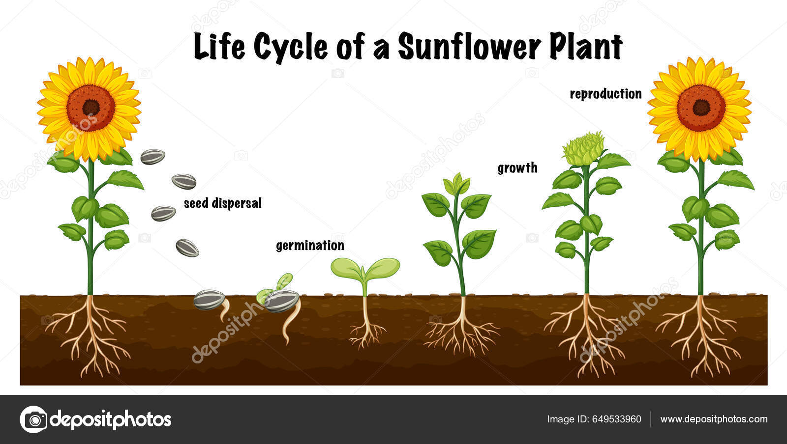 Life Cycle Sunflower Plant Diagram Science Education Illustration Stock ...