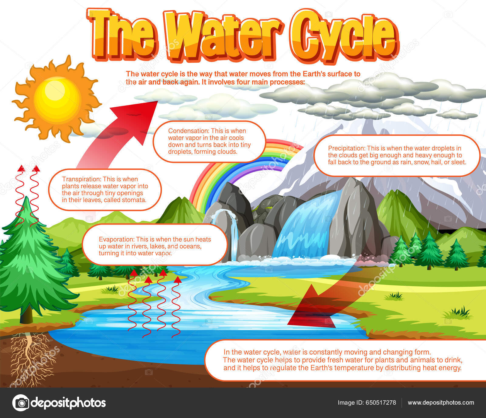 Image vectorielle Schéma Cycle L'eau Pour L'enseignement Des Sciences Illustration par ...