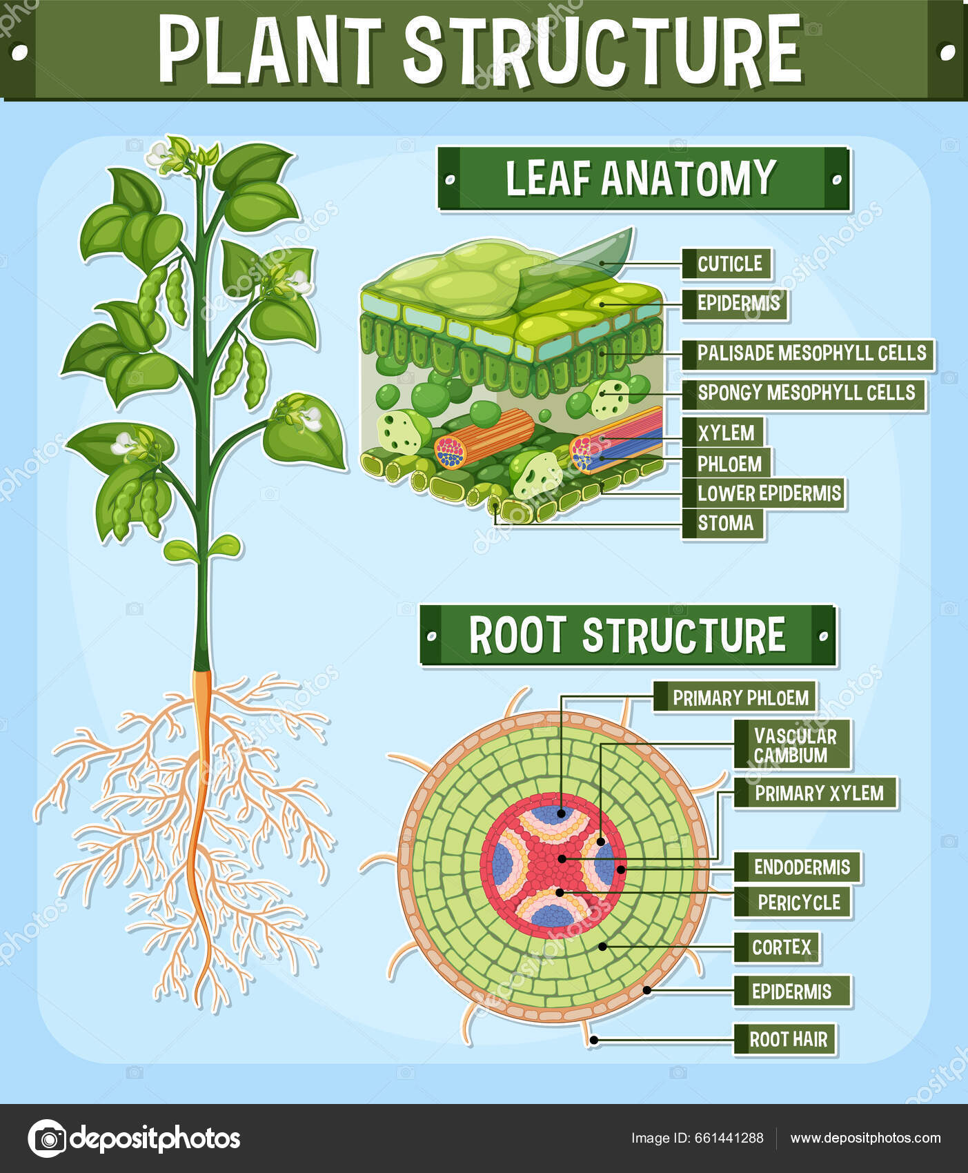 Internal Structure Plant Diagram Illustration Vektor Stok oleh ...