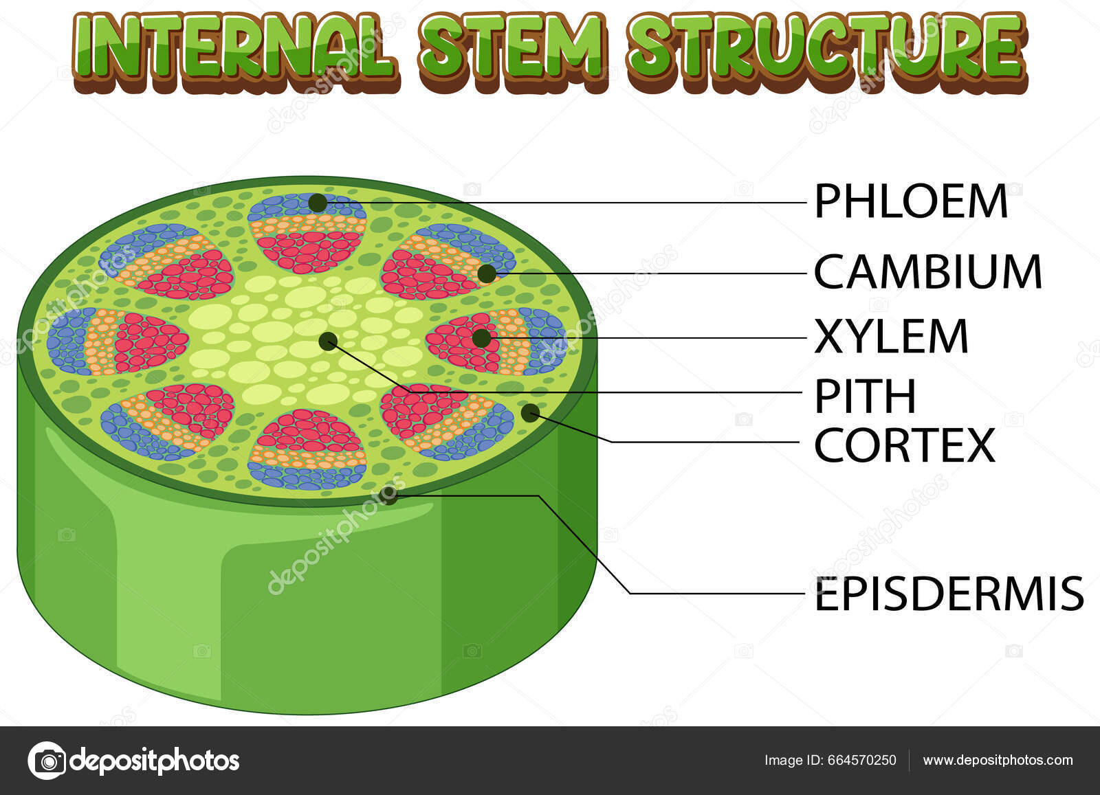 Internal Structure Stem Diagram Illustration Vektor Stok oleh ...