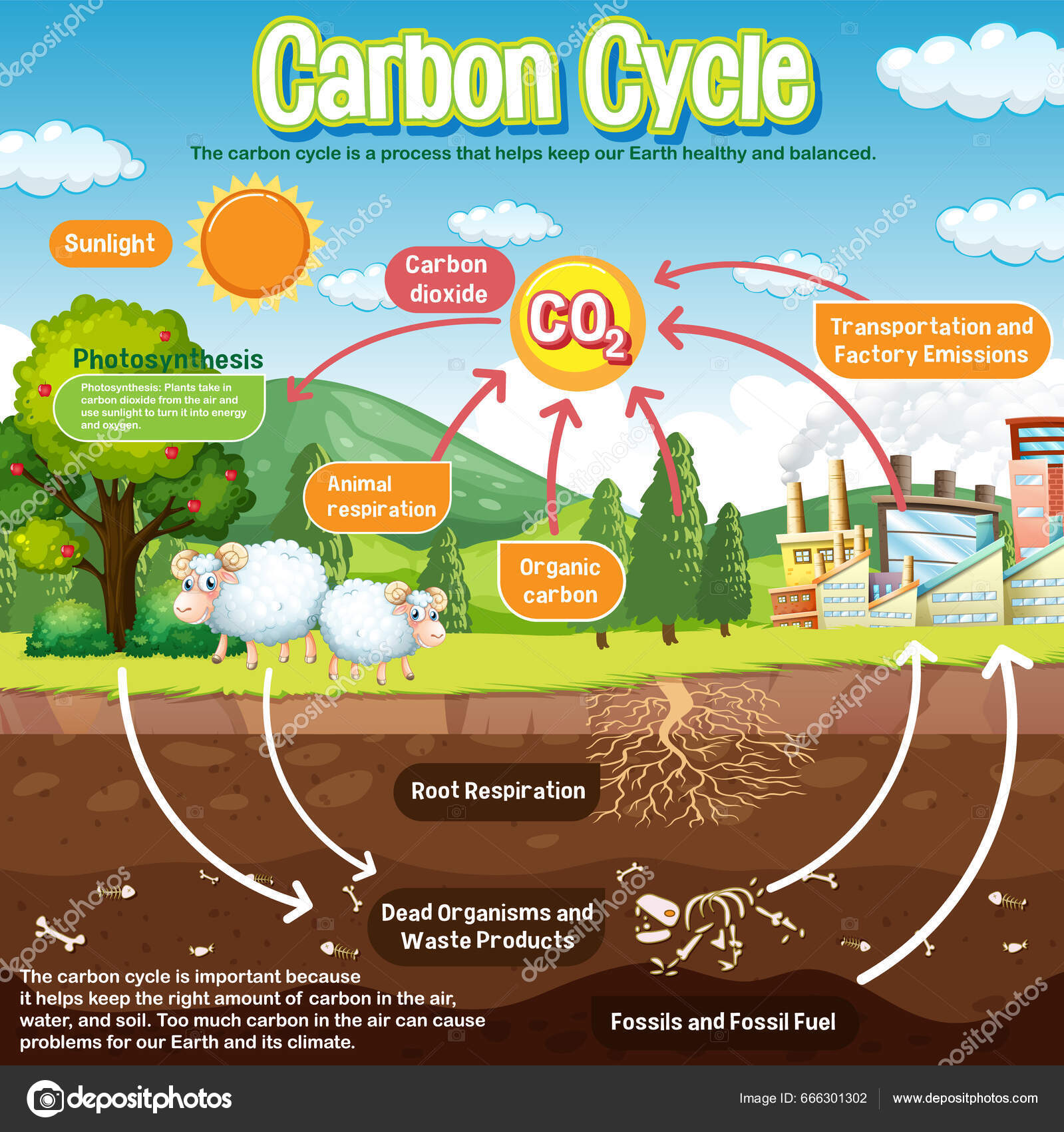 Carbon Cycle Diagram Science Education Illustration Stock Vector by ... Carbon Cycle Diagram Science Education Illustration Stock Vector by ...