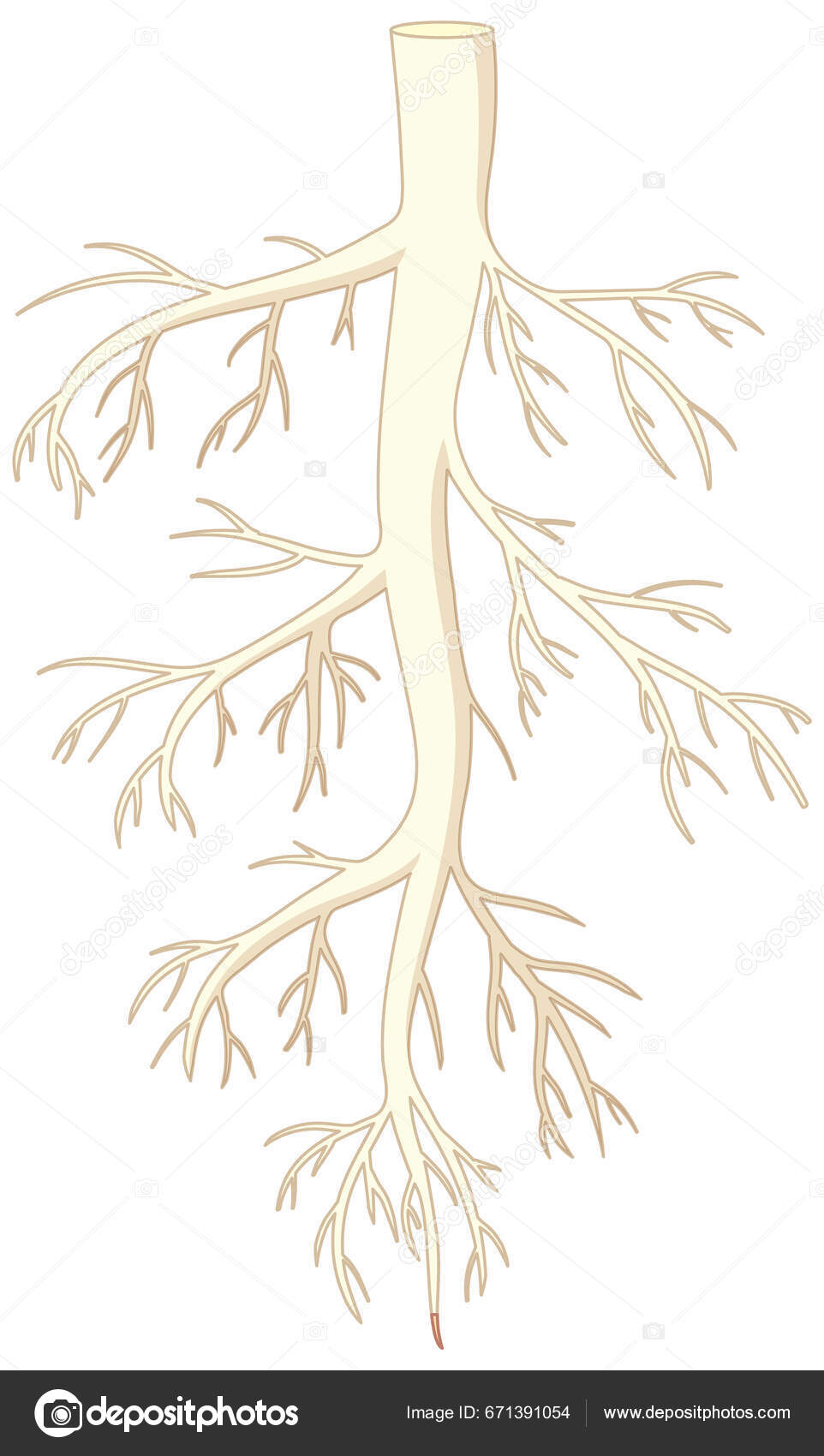 Desenho Animado Vetorial Ilustração Uma Raiz Isolada Uma Planta imagem ...