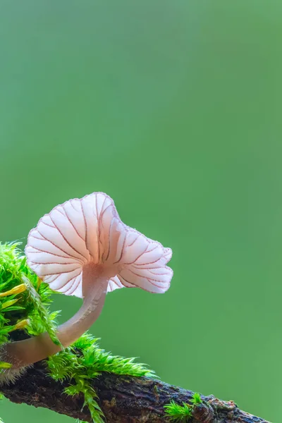 Hermoso hongo rosa fotos de stock, imágenes de Hermoso hongo rosa sin ...