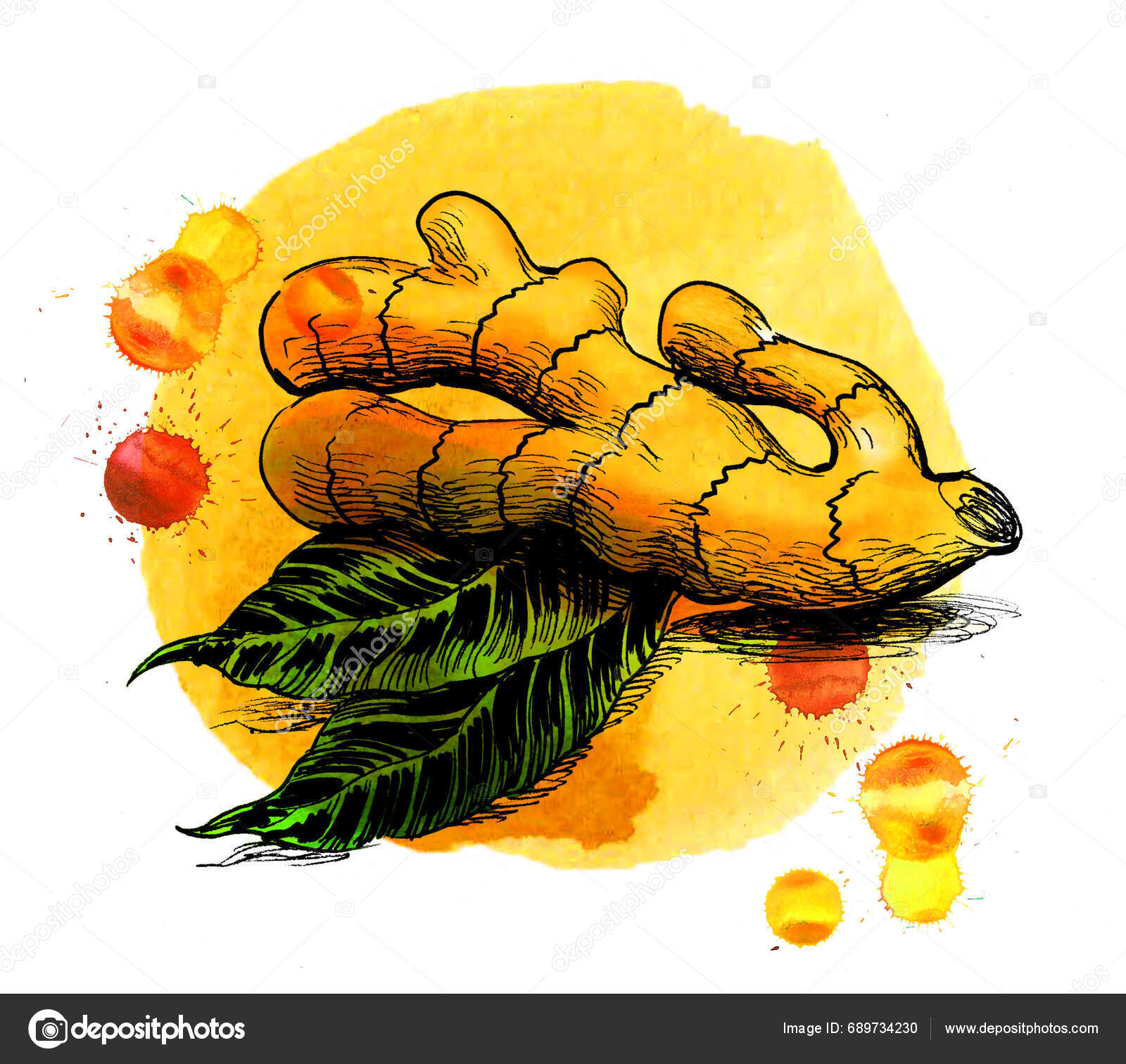 Ginger Root Hand Drawn Ink Watercolor Sketch — Stock Photo ...