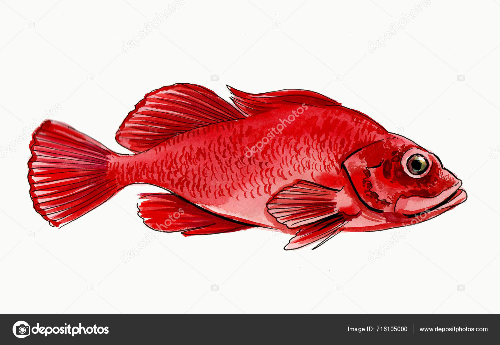 Red Watercolor Sea Fish Hand Drawn Sketch — Stock Photo © alexblacksea ...