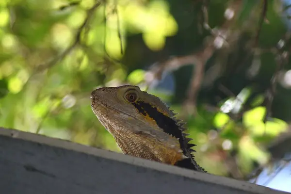 Cayman a casa Stock Photos, Royalty Free Cayman a casa Images ...