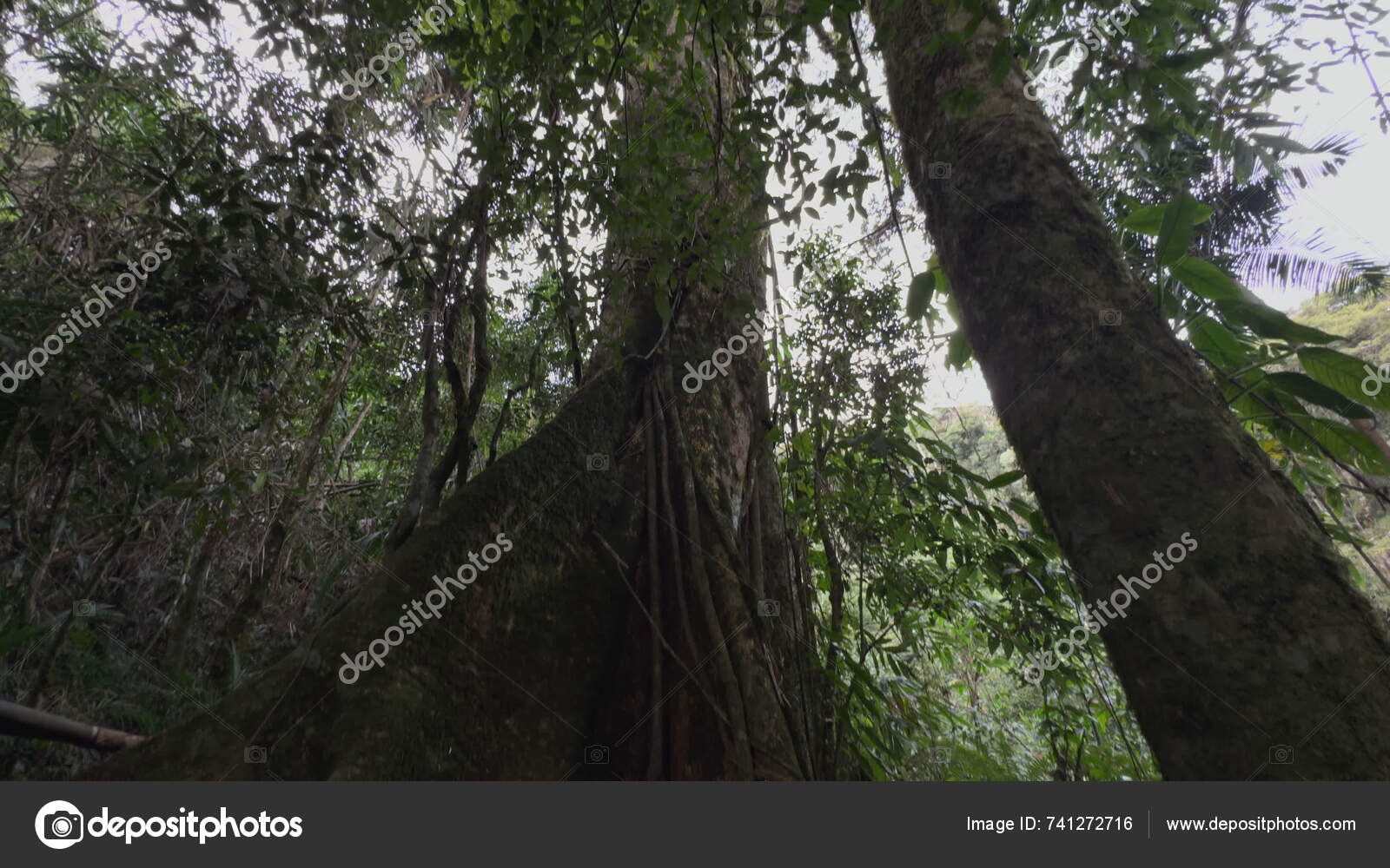 Video Pans Top Tall Tree Its Base Dense Tropical Rainforest — Stock ...
