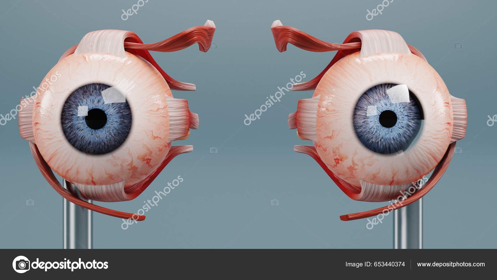 Realistic Render Eye Anatomy Model — Stock Photo © 3drenderings #653440374