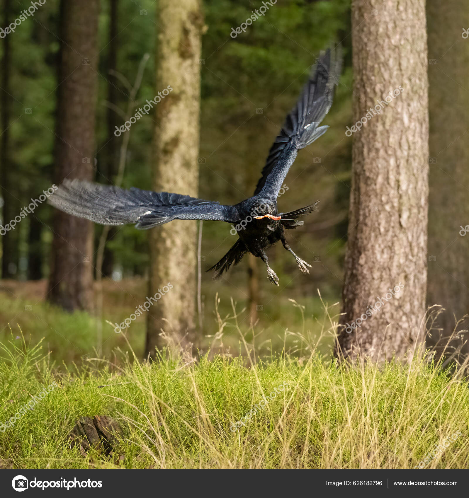 Cuervo Volando Las Tierras Altas Moravia Bohemia Foto Alta Calidad ...