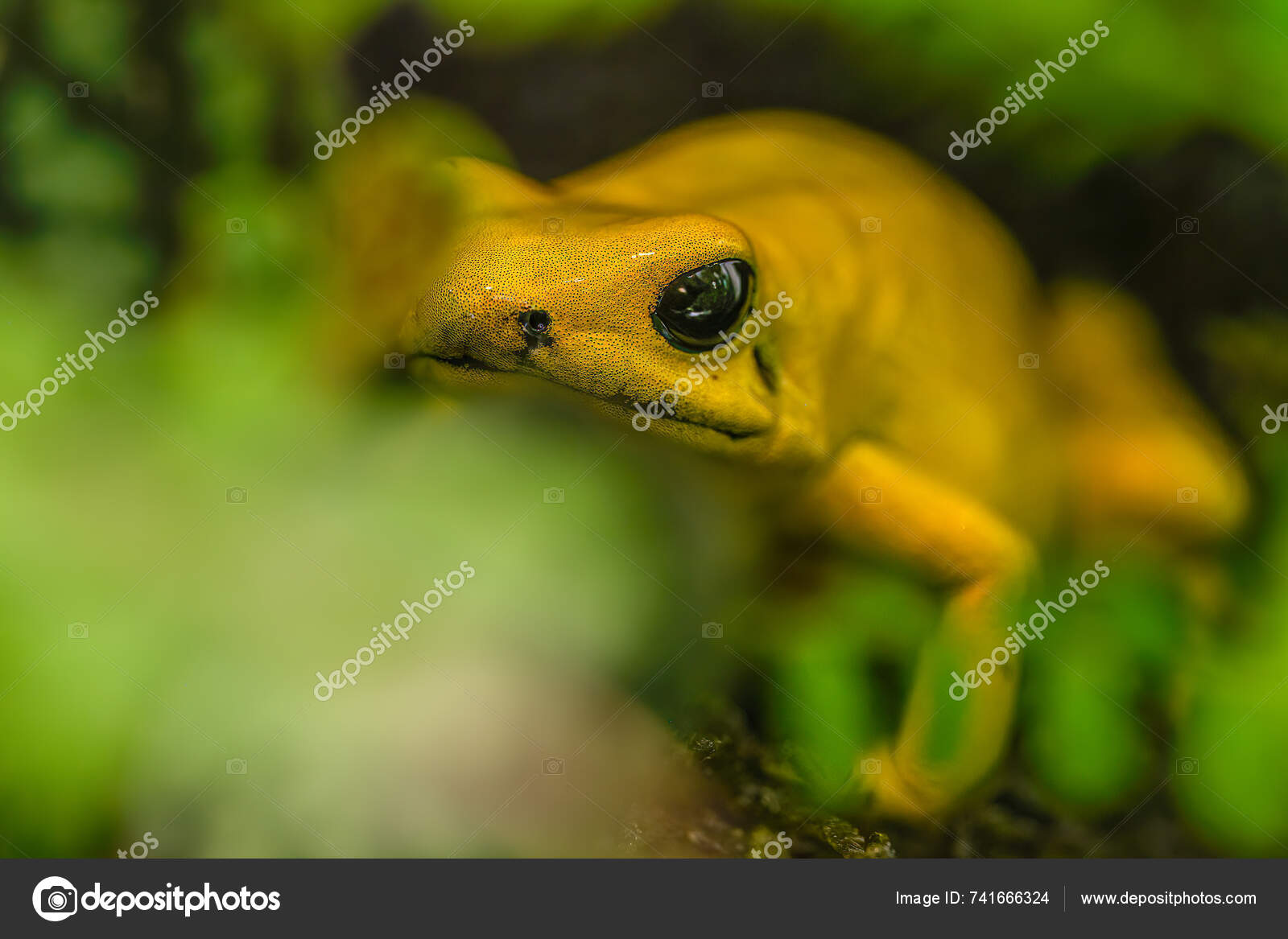 Wild Golden Poison Frog Generally Estimated Contain One Milligram ...