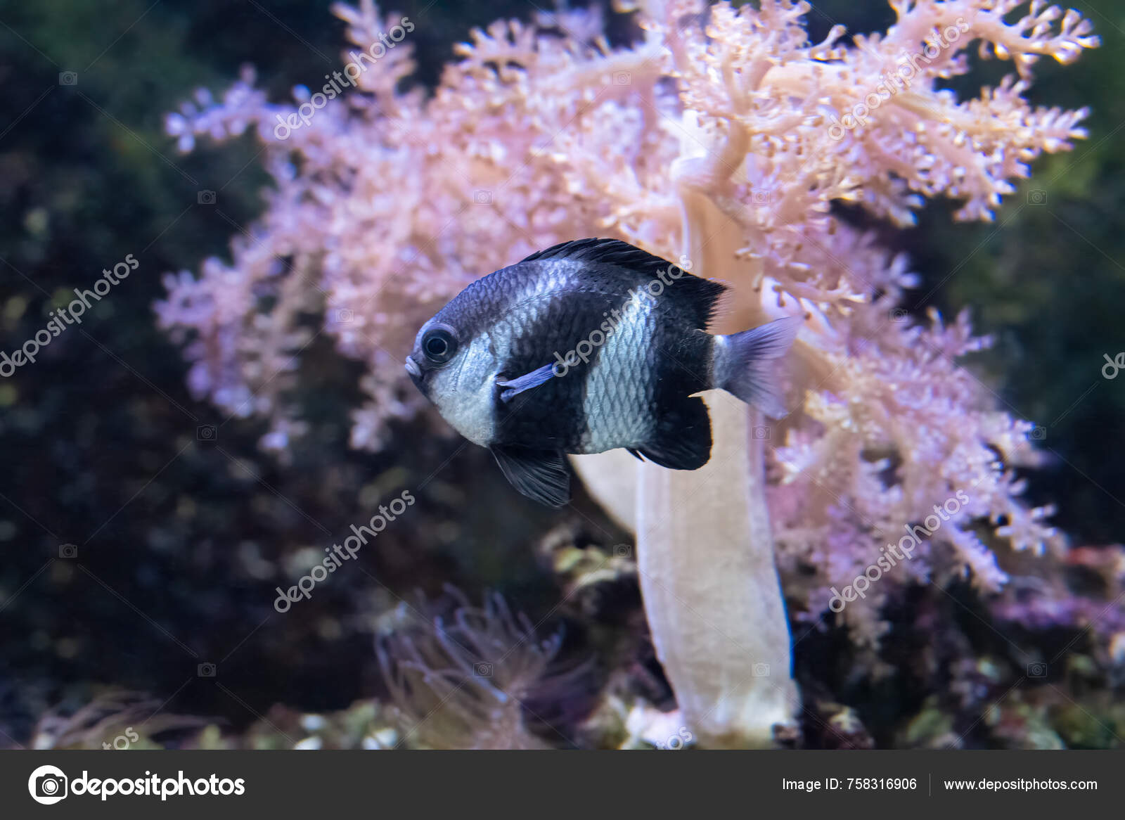 Dascyllus Aruanus Known Commonly Whitetail Dascyllus Humbug Damselfish ...