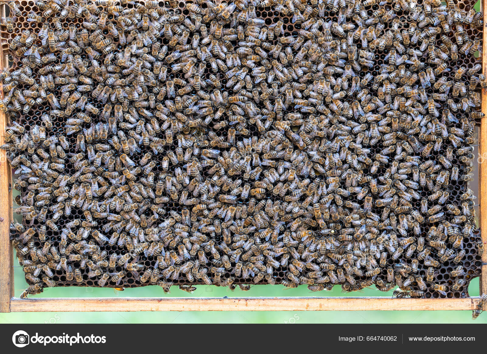 Colony Bees Honeycomb Apiary Beekeeping Countryside Many Working Bees ...