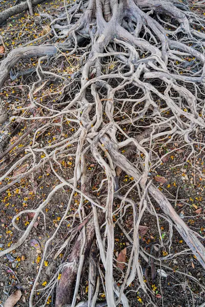 Pretty roots Stock Photos, Royalty Free Pretty roots Images | Depositphotos