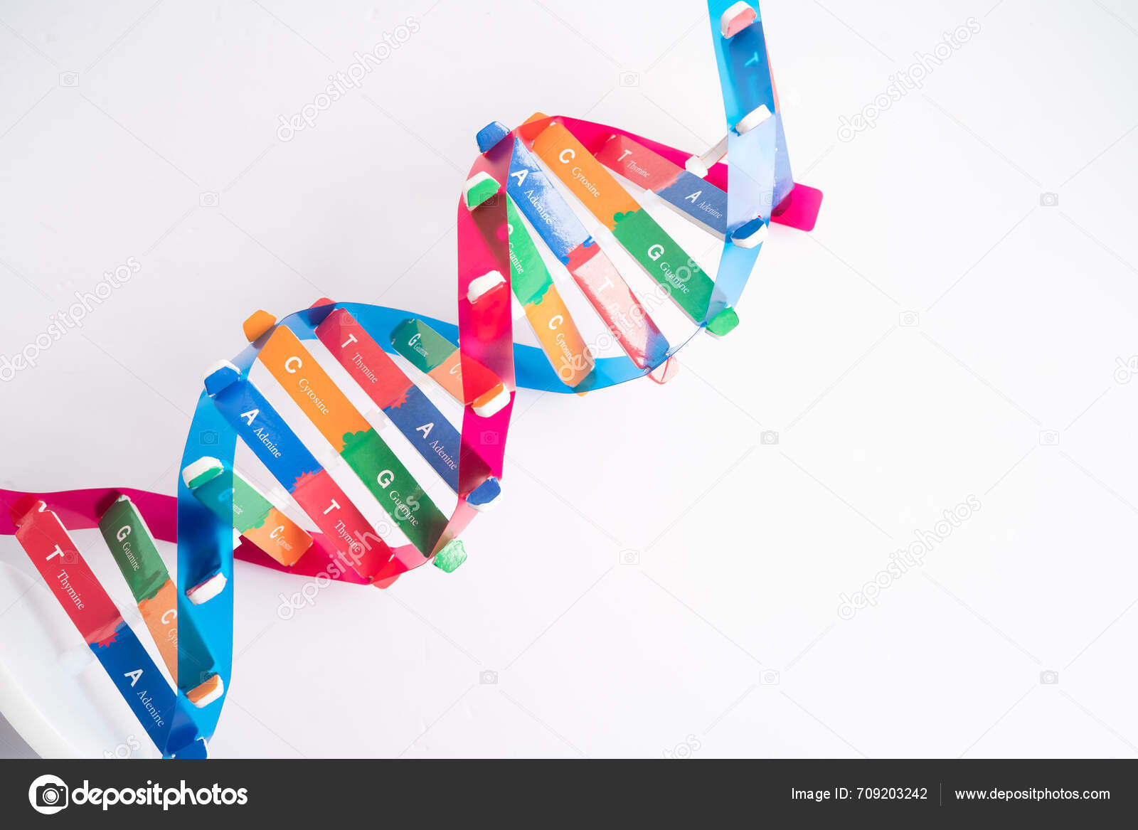 Dna Deoxyribonucleic Acid Double Helix Chains Structure Formed Base ...