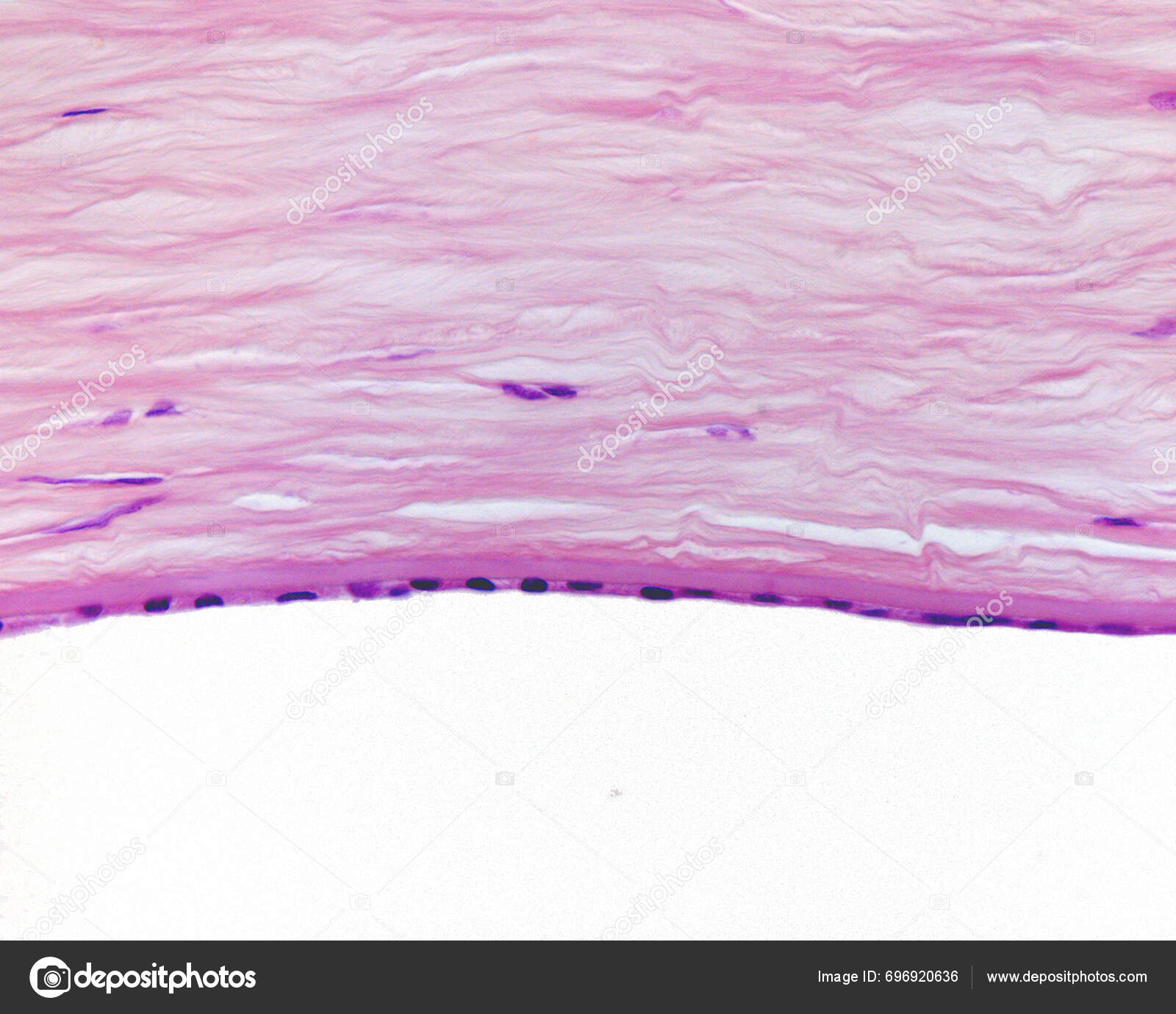Inner Layers Eye's Cornea Showing Top Bottom Corneal Stroma Collagen ...