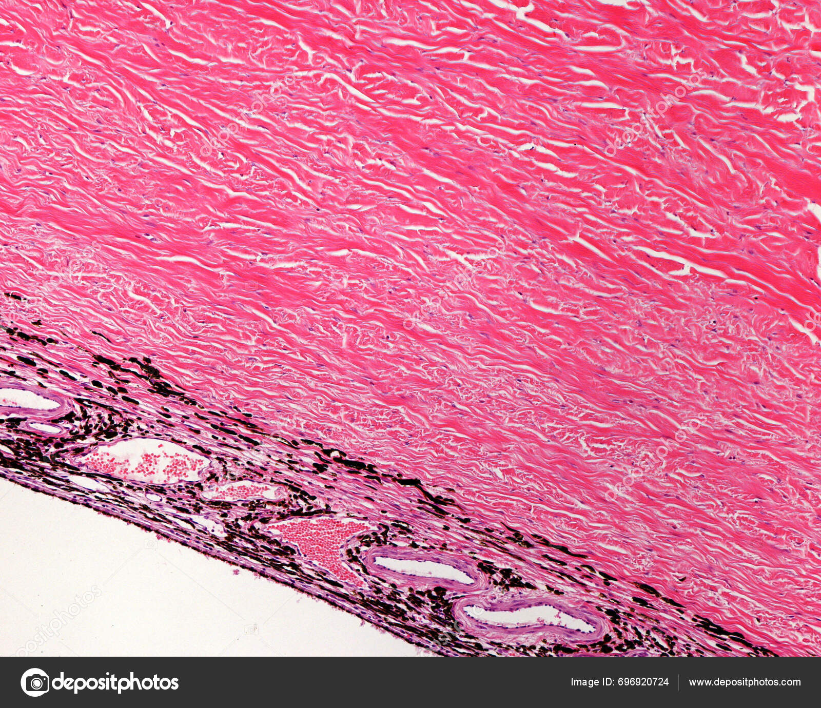 Light Microscope Micrograph Showing Top Dense Connective Tissue Sclera ...