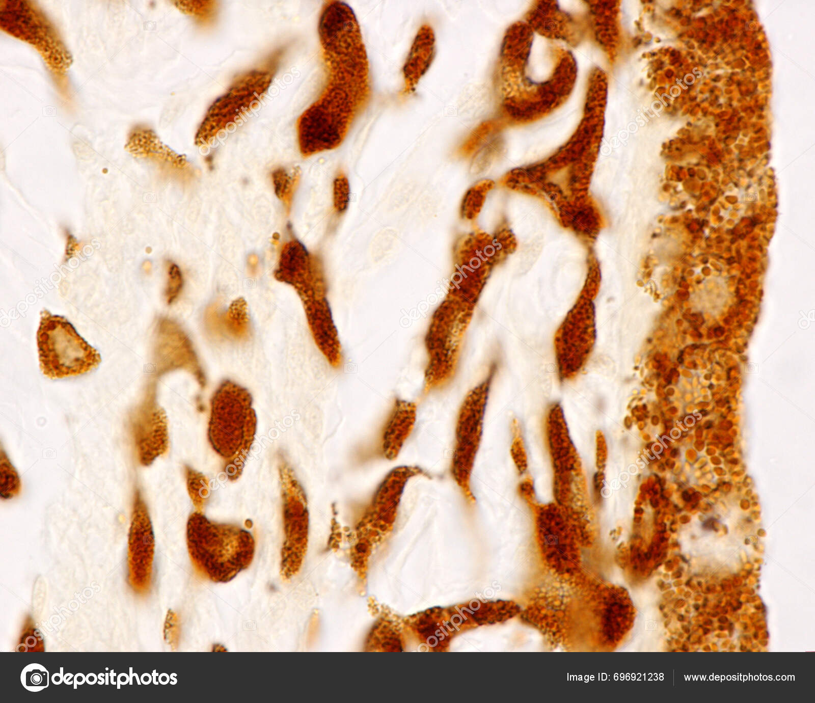 High Magnification Light Microscope Micrograph Back Surface Unstained ...