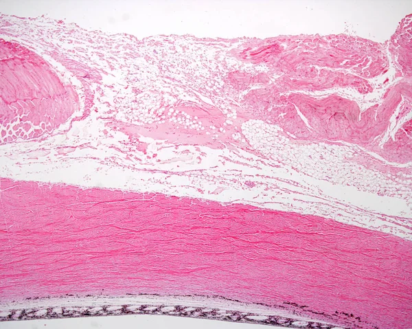 Light Microscope Micrograph Showing Top Dense Connective Tissue Sclera ...
