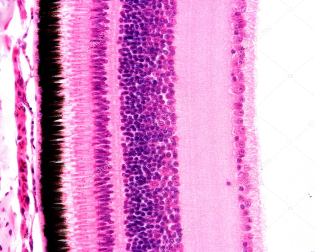 Microscopio de luz que muestra las capas de la retina de un p jaro. De ...